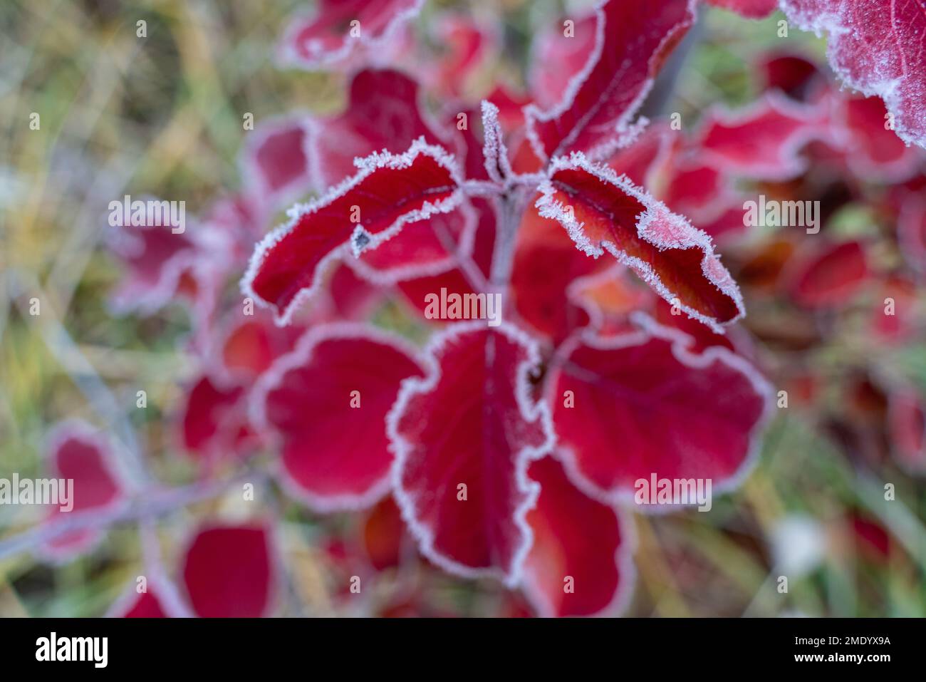 Frosted Leaf Edges on a Cold Winter Morning Stock Photo - Alamy