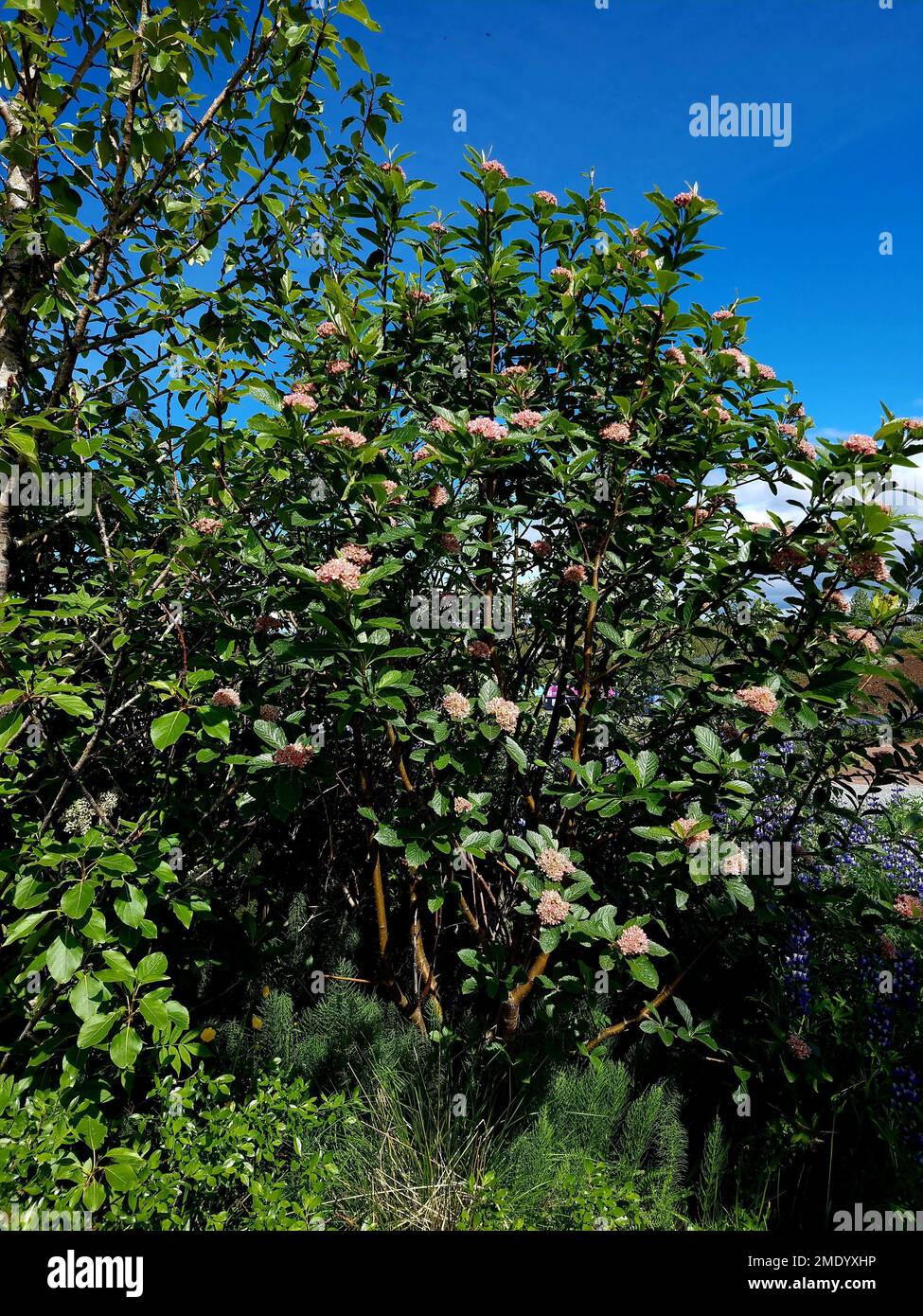 A vertical shot of the green lush tree in bloom Stock Photo - Alamy