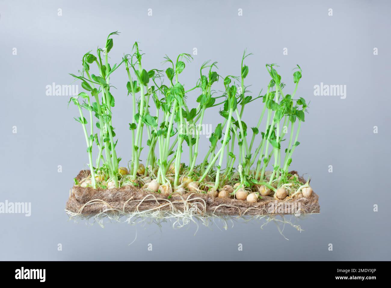 Close-up of peas microgreens with seeds and roots on gray background ...