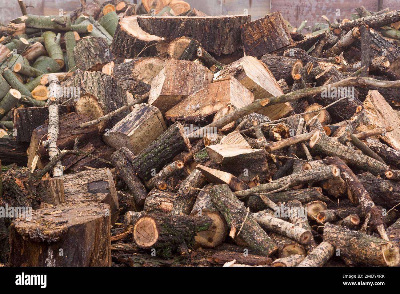Parts of trees hi-res stock photography and images - Alamy