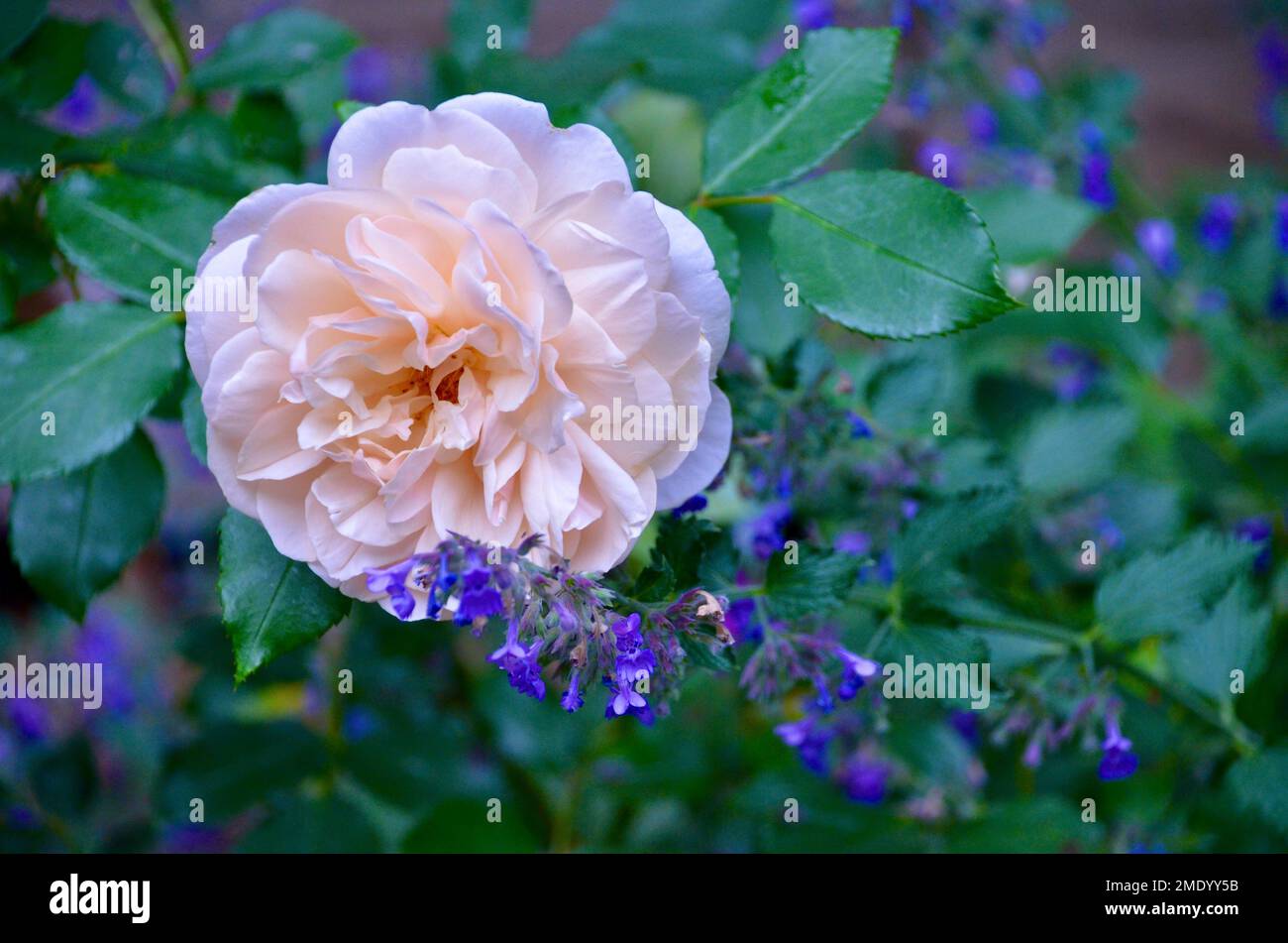 A closeup shot of a blooming pink David Austin English Rose on a bush ...