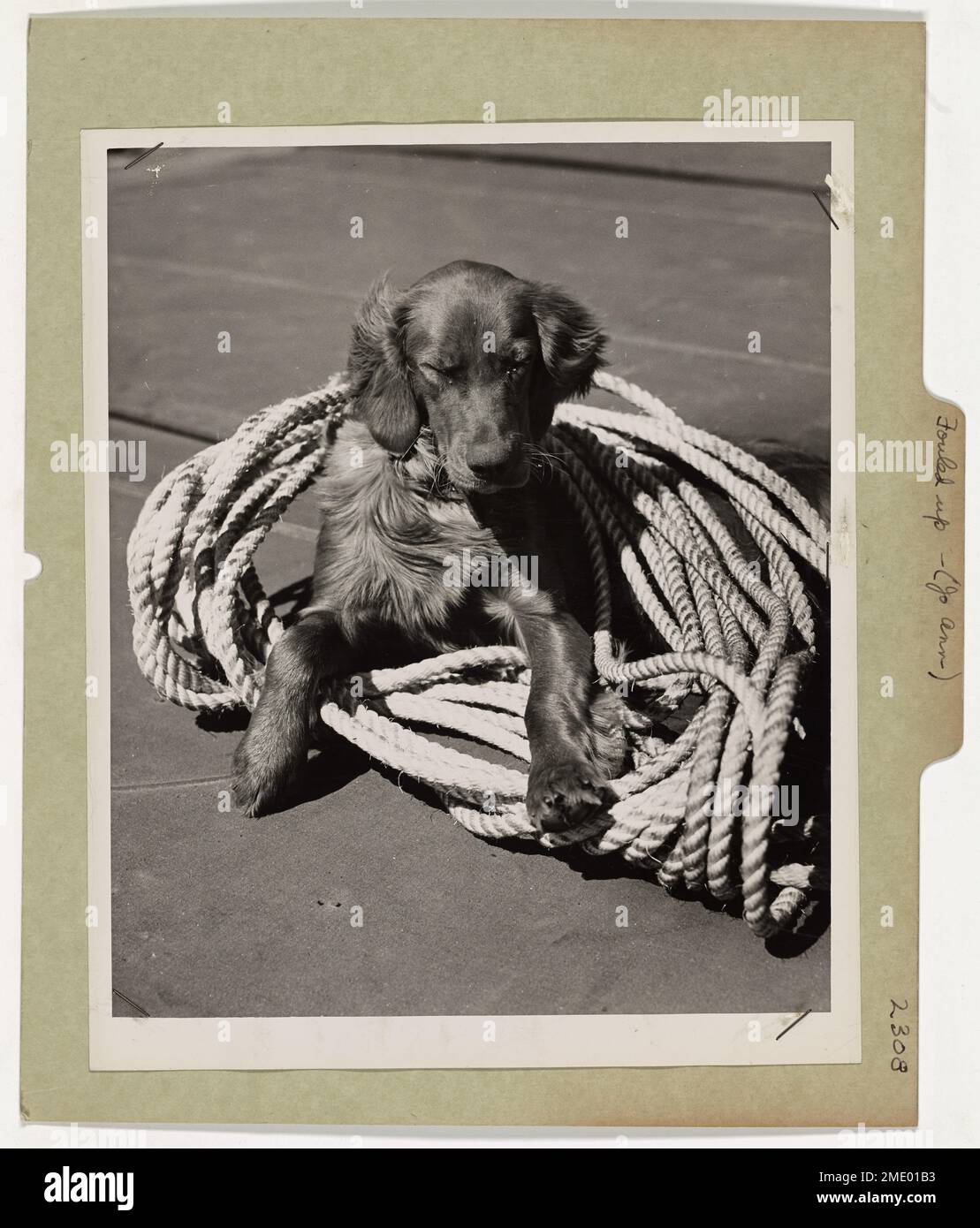 Ship's Pup Fowled Up. Jo Ann is a Coast Guard - er SPAR - serving as ...