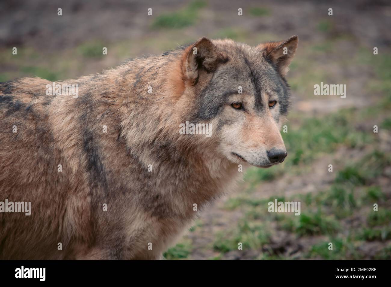 A beautiful shot of a wild fluffy wolf in a wild park in Bad ...