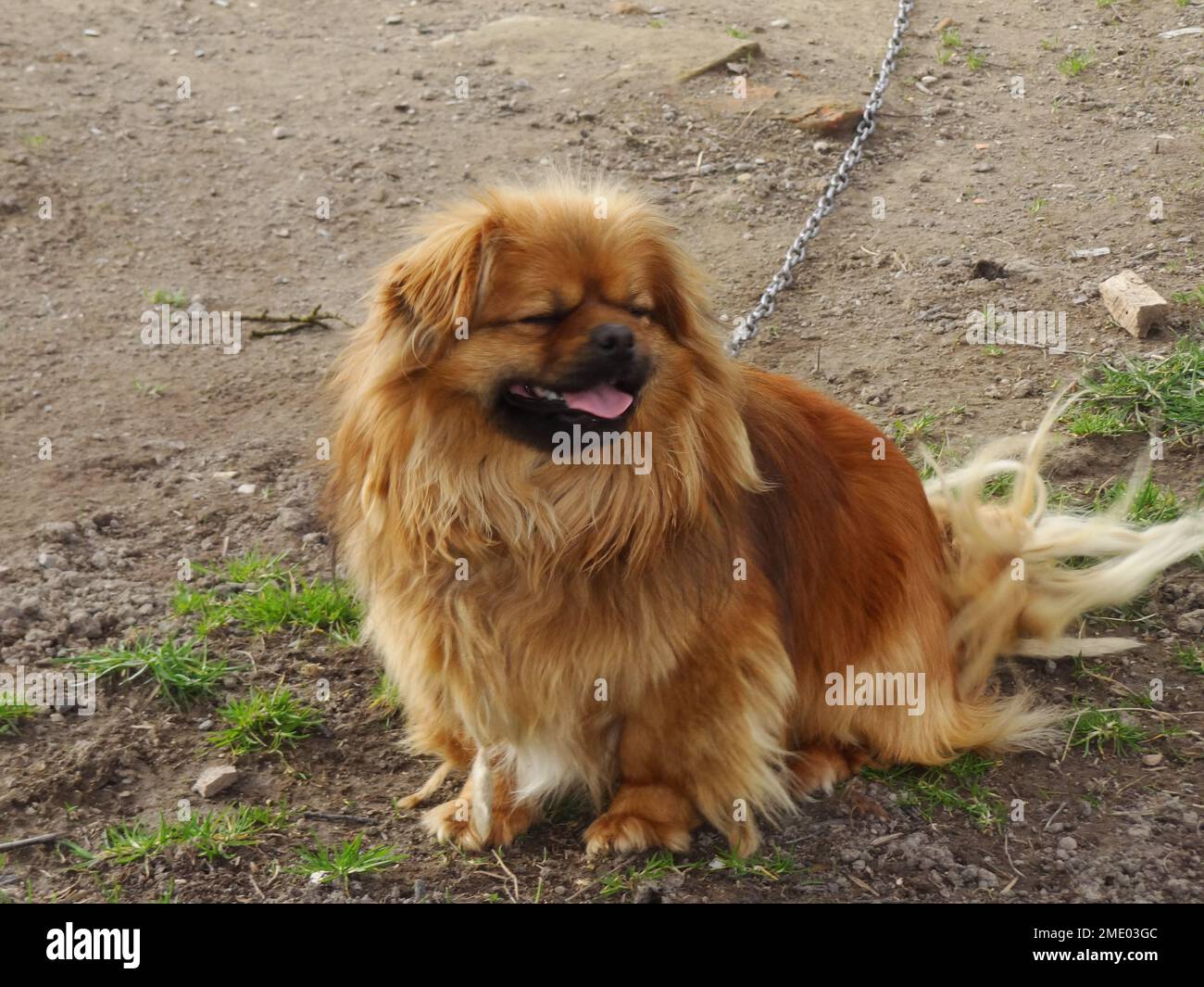 An angry Tibetan spaniel dog with metal chain sitting on a park ground ...