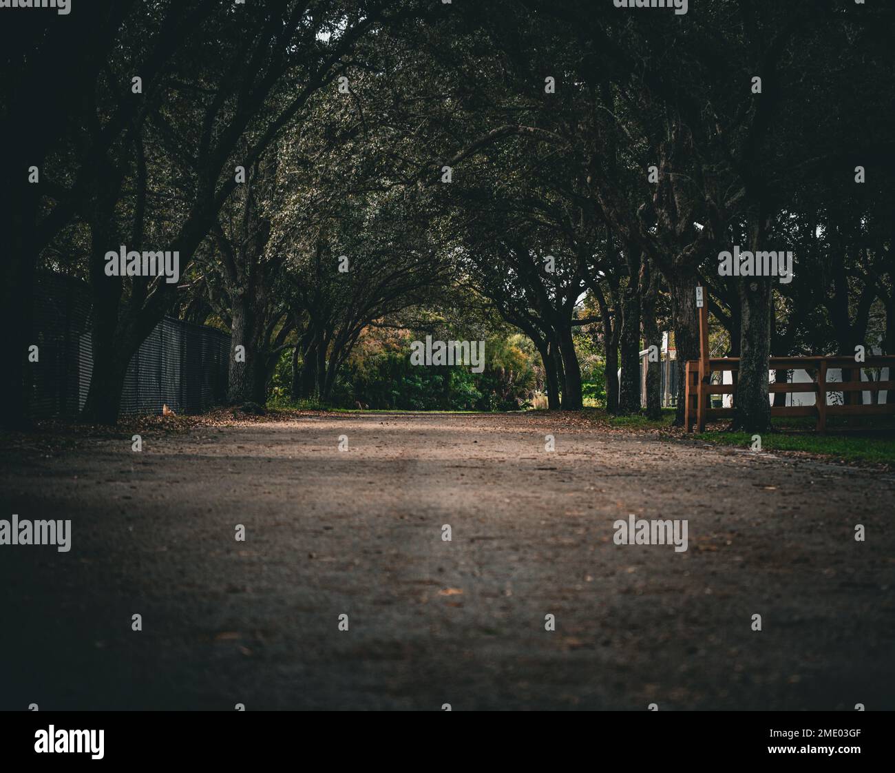A beautiful view of a pathway surrounding the tree in a park with ...