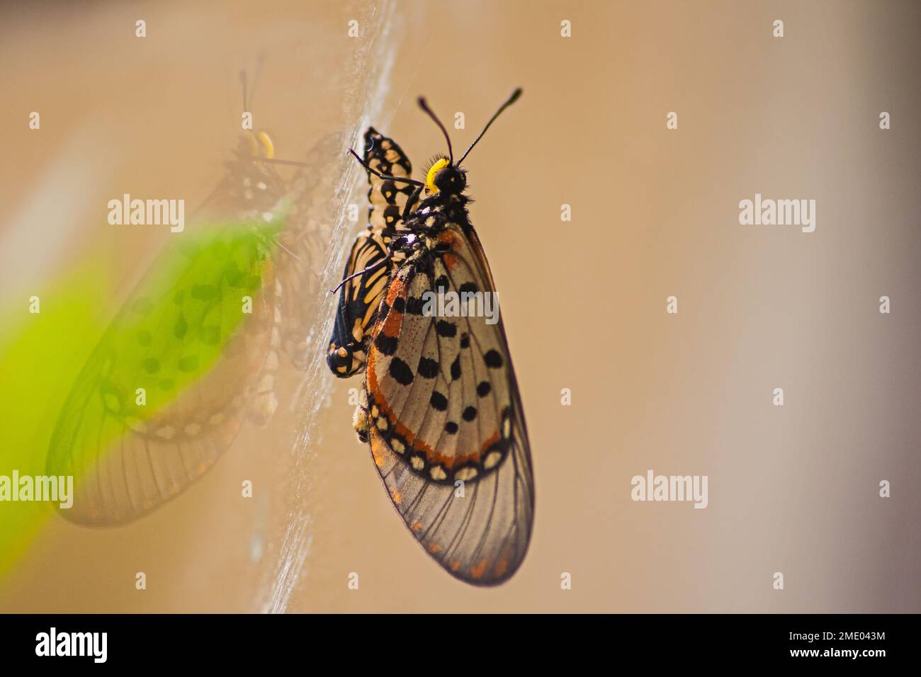 Garden Acraea (Acraea horta) nymph emerging from it's pupa on a window ...