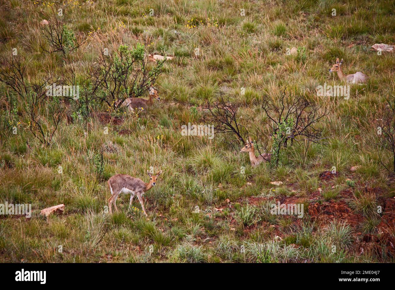 Mountain Reedbuck ( Redunca fulvorufula) grazing in an inner city ...