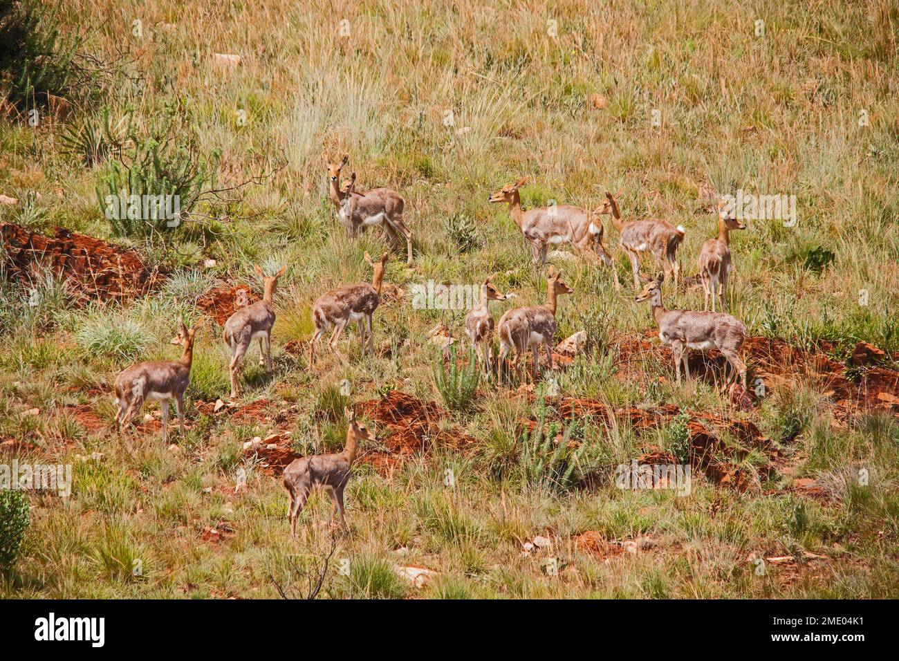 Mountain Reedbuck ( Redunca fulvorufula) grazing in an inner city ...
