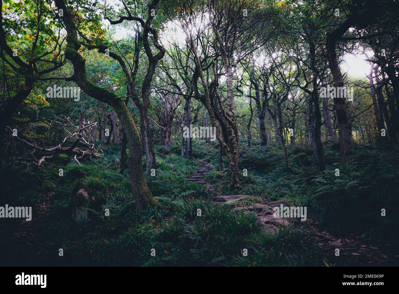 Padley Gorge, colours in this beautiful wooded valley in the Derbyshire ...