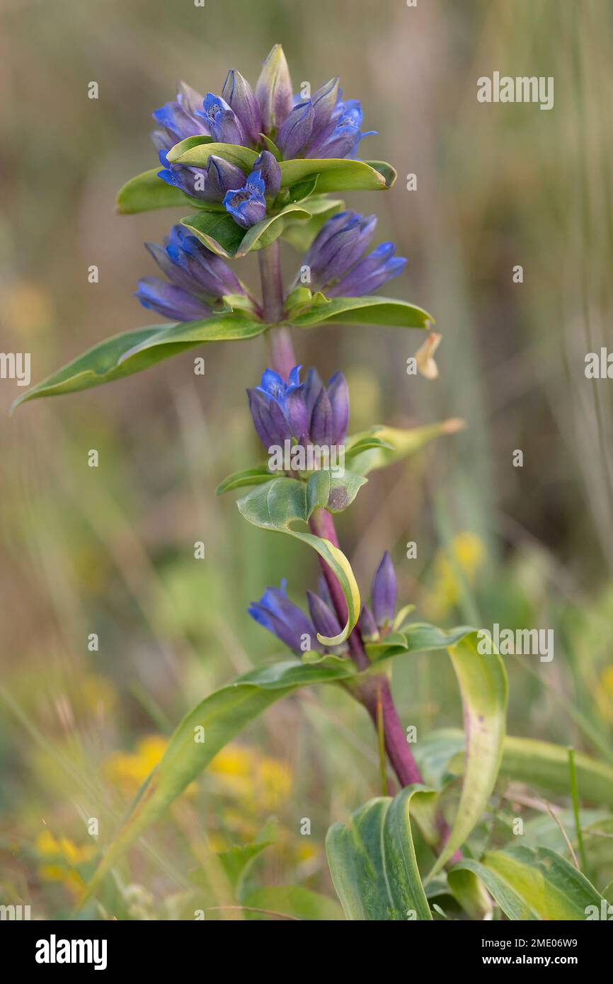 Cross Gentian (Gentiana cruciata) flowering on the dunes Stock Photo ...