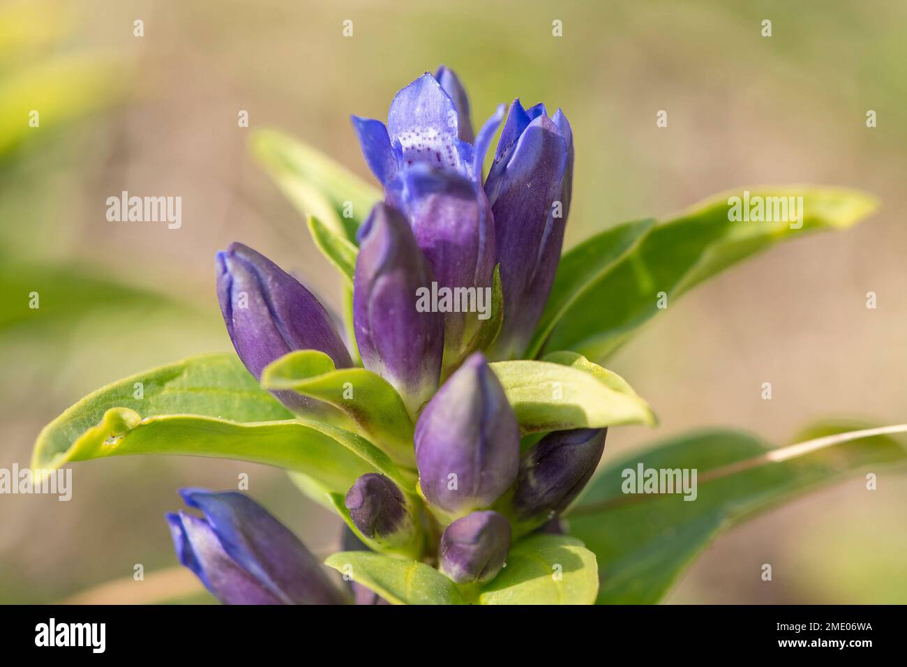 Cross Gentian (Gentiana cruciata) flowering on the dunes Stock Photo ...