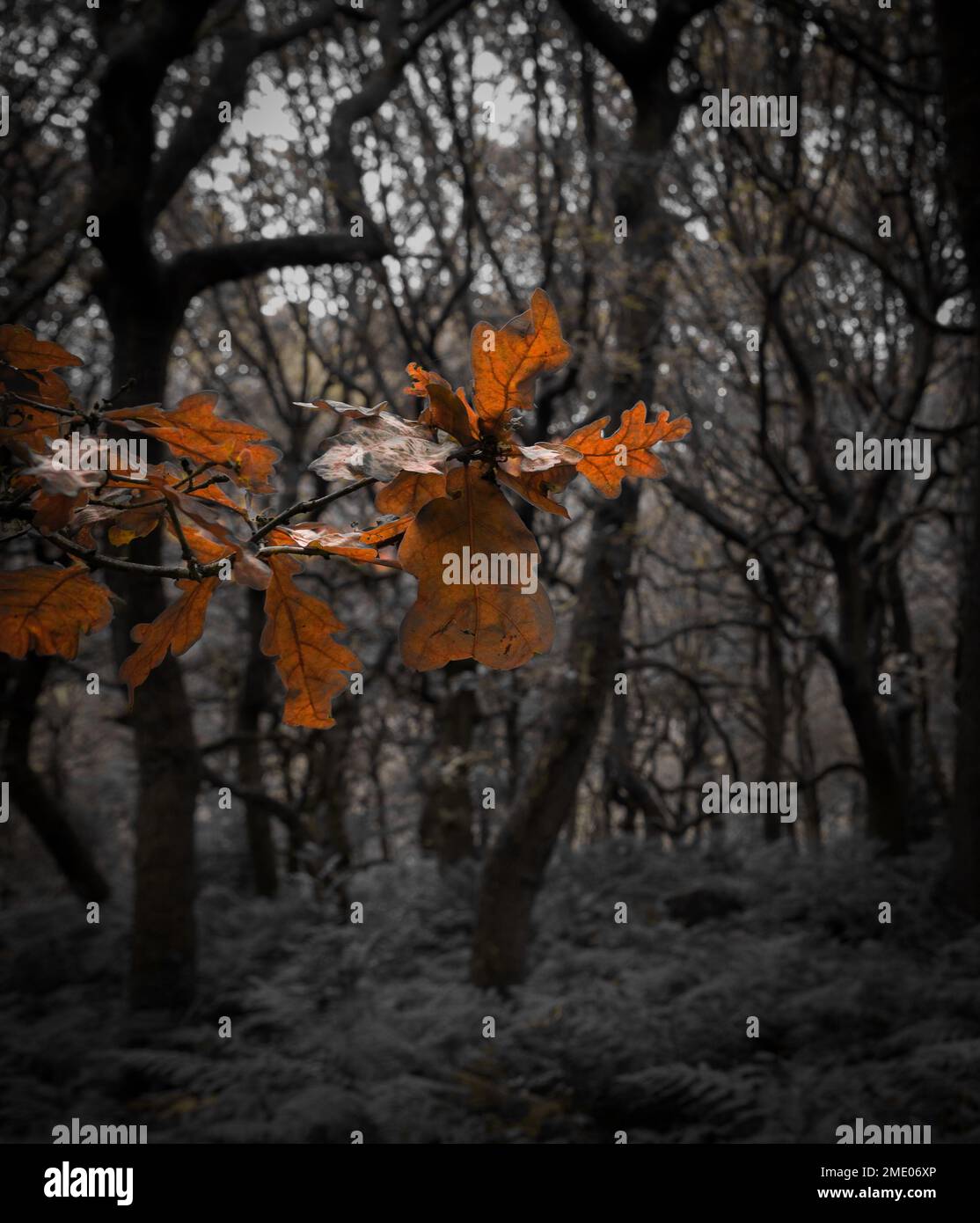 Padley Gorge, colours in this beautiful wooded valley in the Derbyshire ...