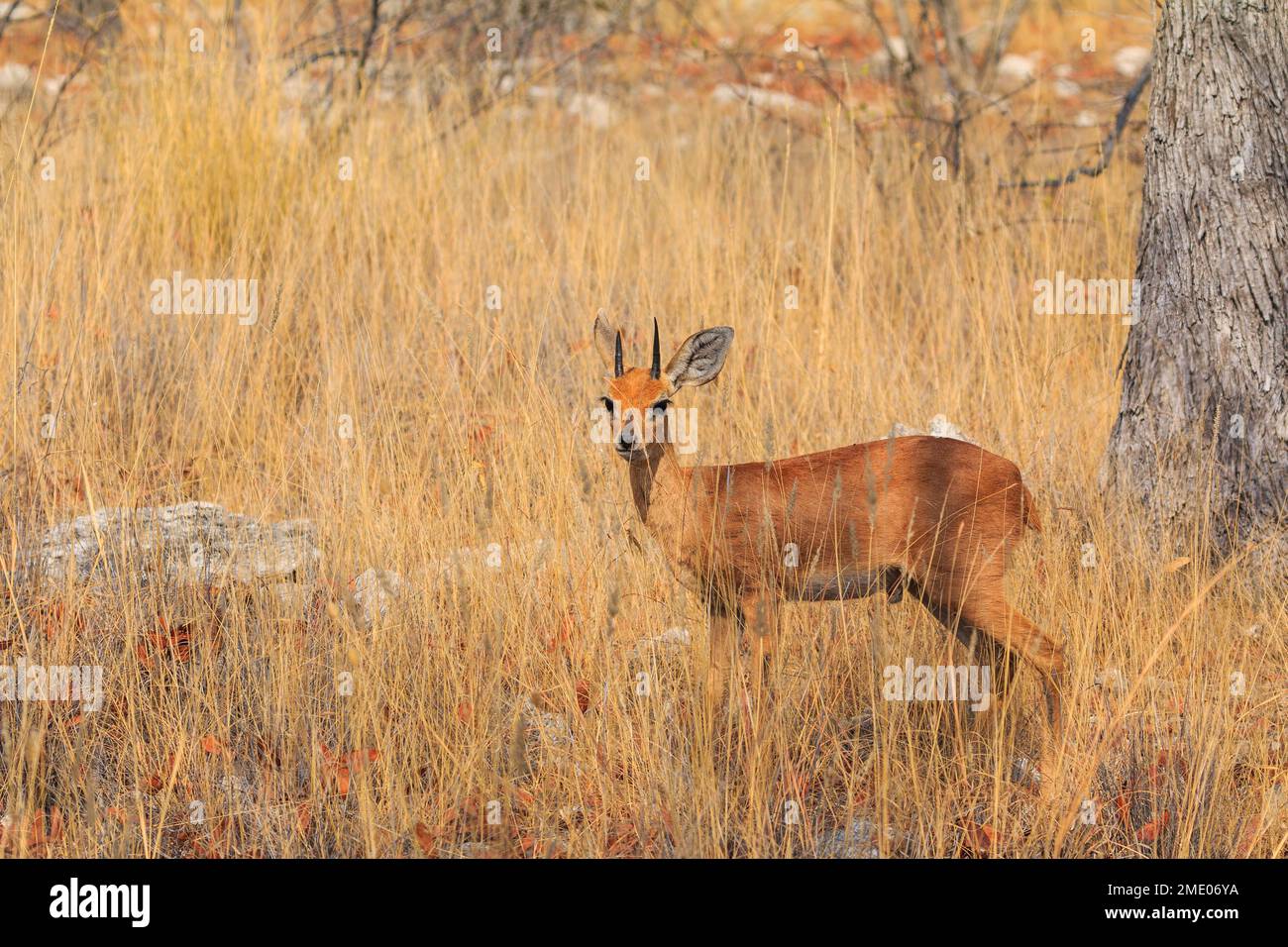 Dik-dik, small antelope in natural habitat in Etosha National Park in ...