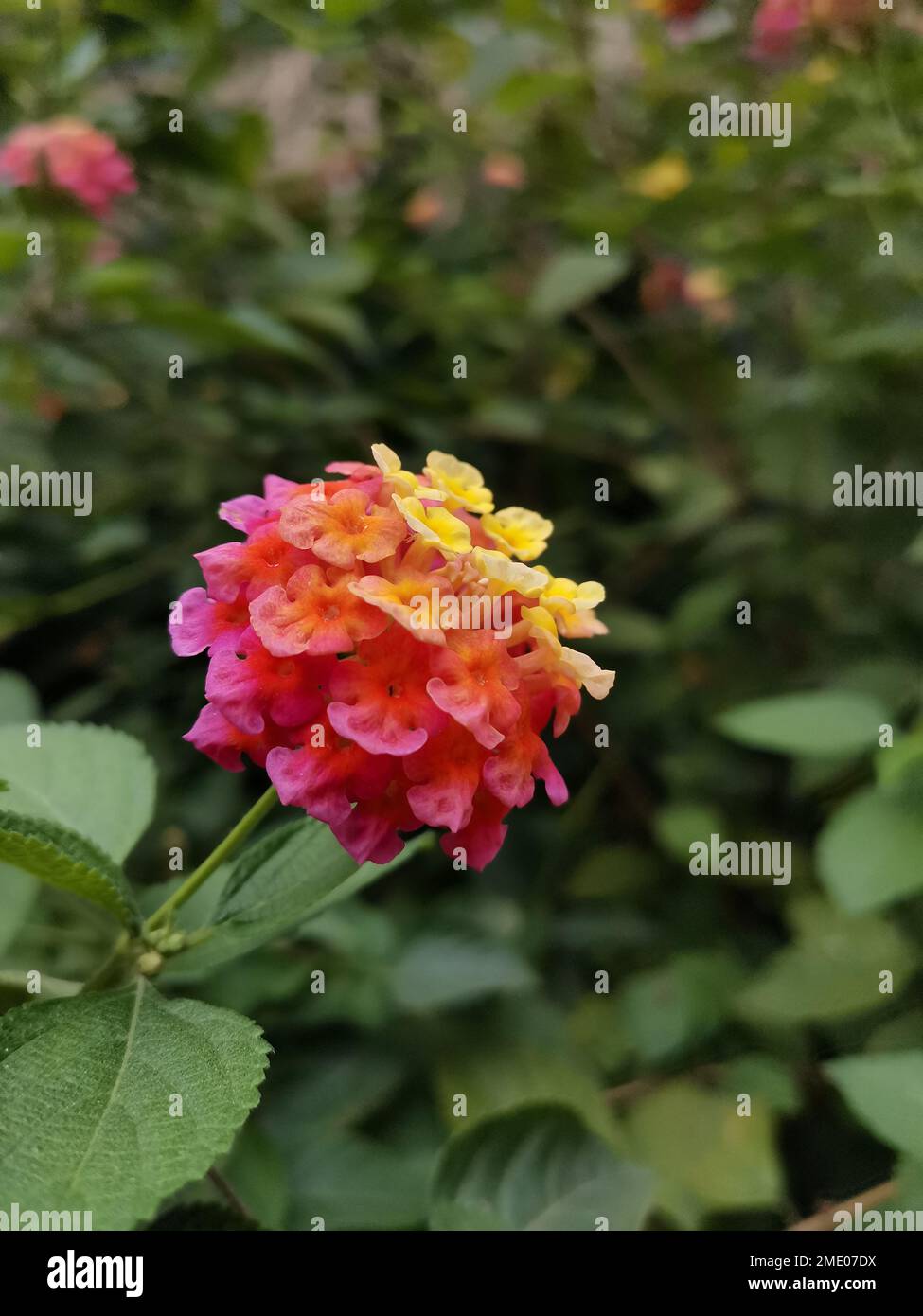 A vertical shot of the yellow to pink gradual color flower Stock Photo ...