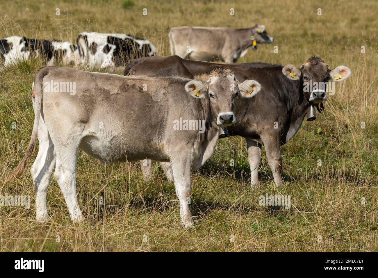 Domestic cattle bos taurus pair hi-res stock photography and images - Alamy