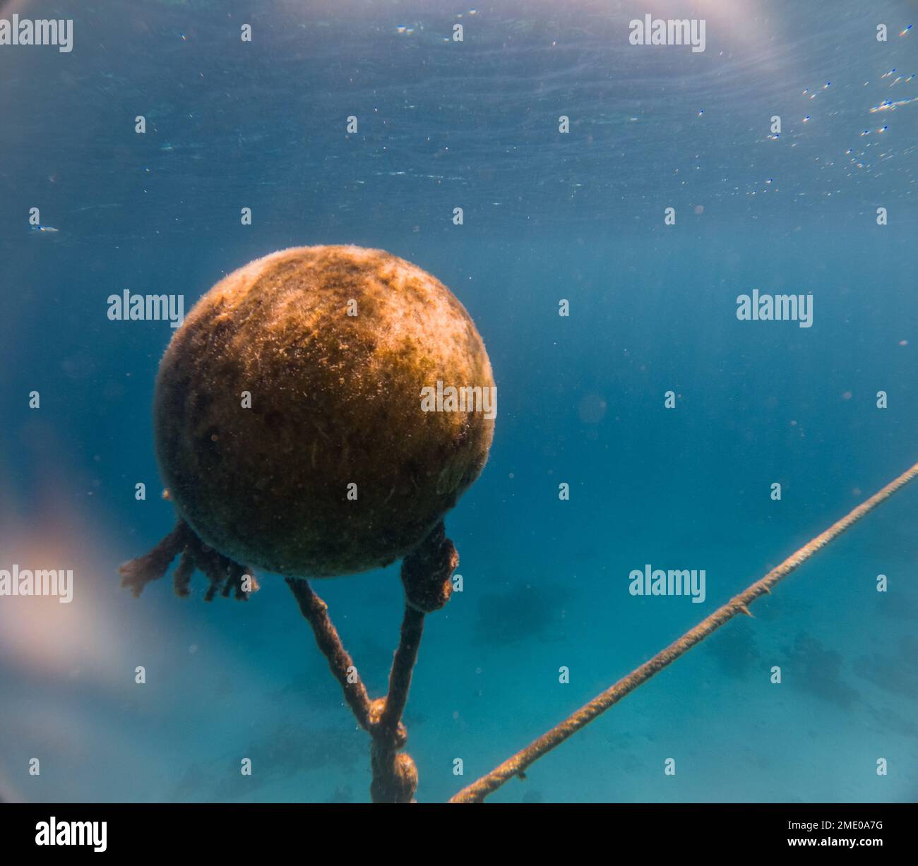 Floating underwater hi-res stock photography and images - Alamy