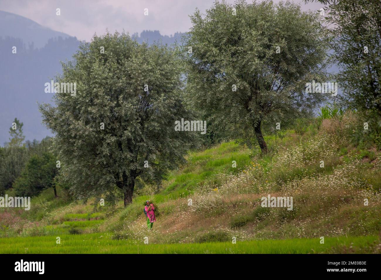 A Kashmiri village woman carries grass collected from a nearby farm for ...