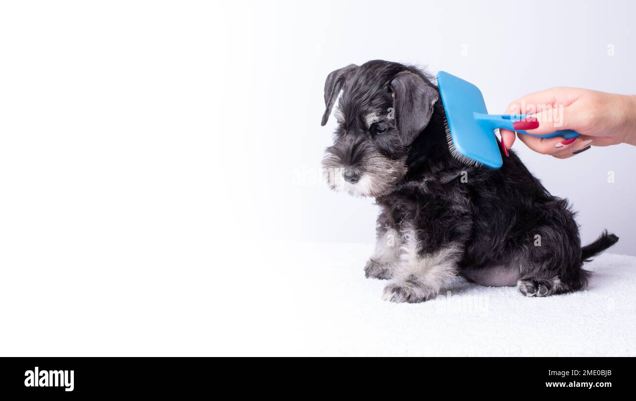 Hand washing dog hi-res stock photography and images - Alamy