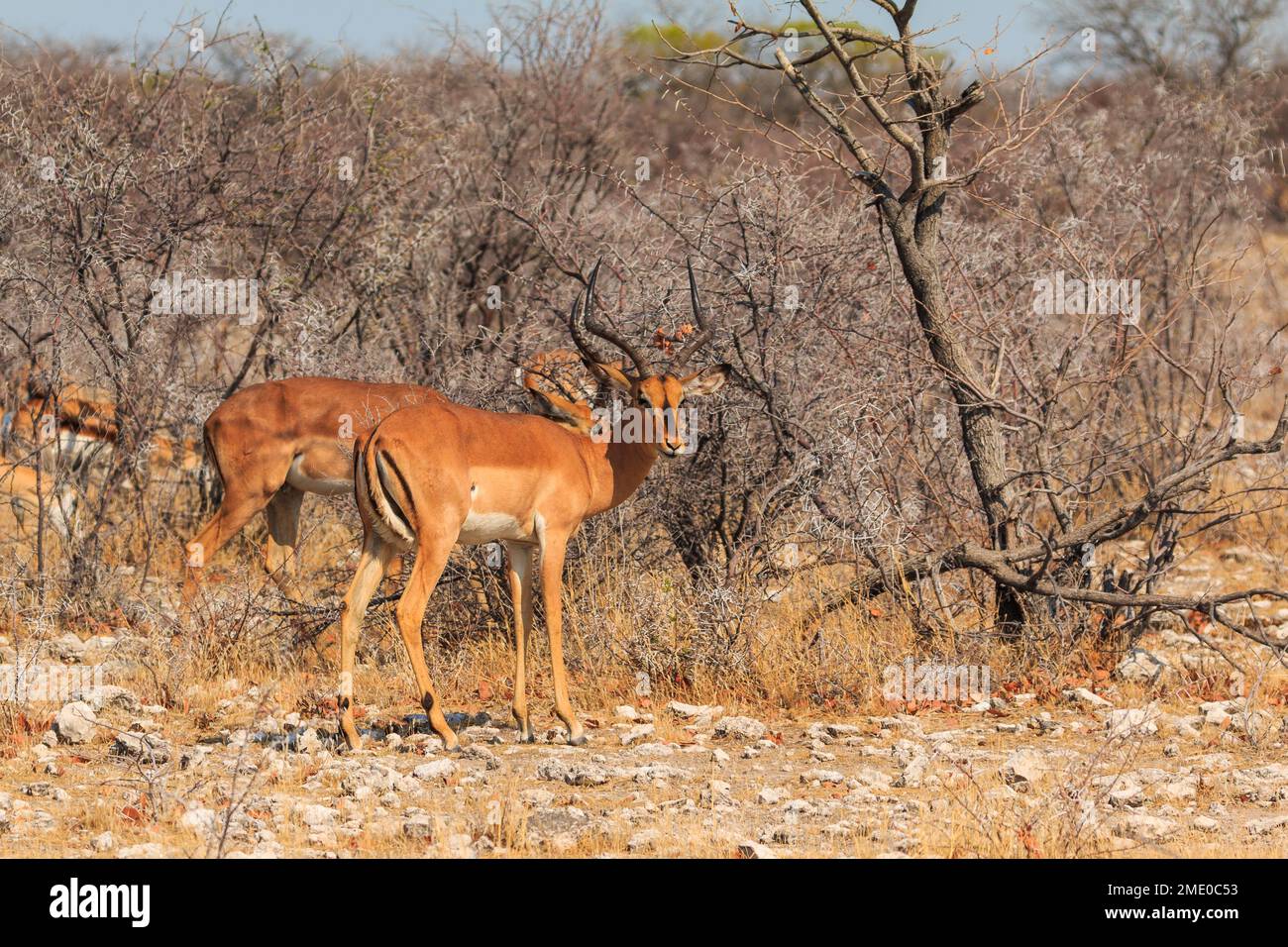 Springbok, medium-size antelope in natural habitat in Etosha National ...