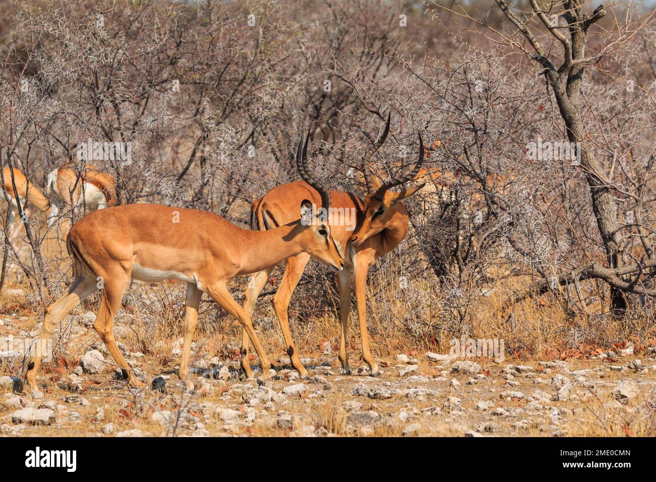Springbok, medium-size antelope in natural habitat in Etosha National ...