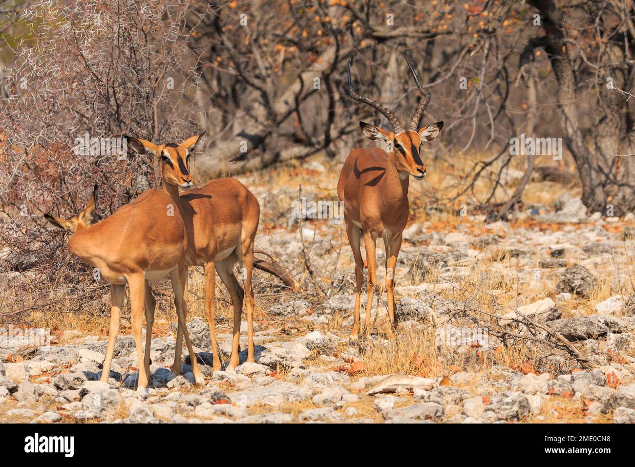 Springbok, medium-size antelope in natural habitat in Etosha National ...