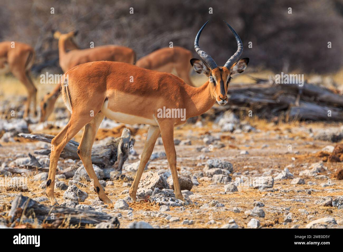 Springbok, medium-size antelope in natural habitat in Etosha National ...