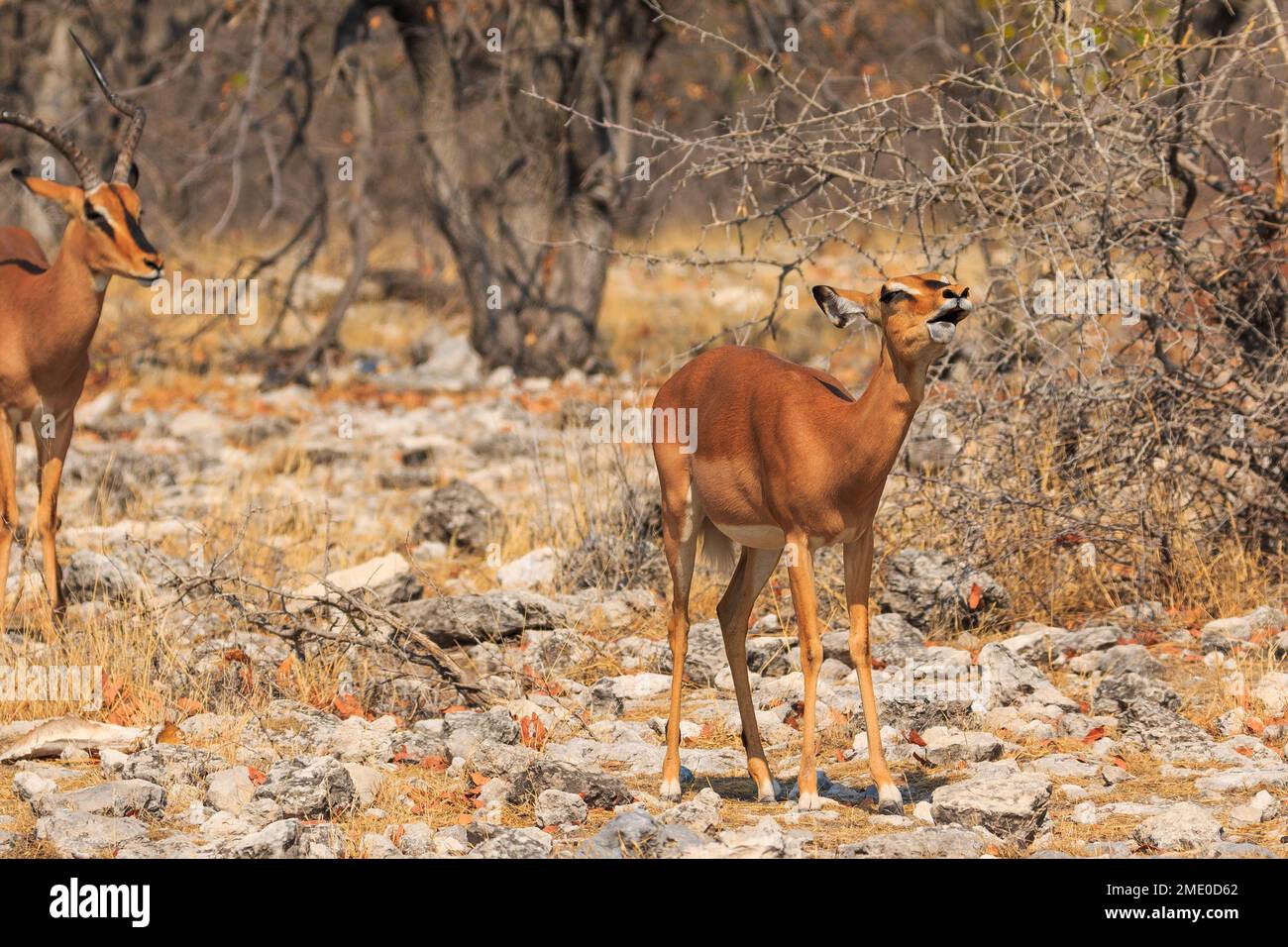 Springbok, medium-size antelope in natural habitat in Etosha National ...