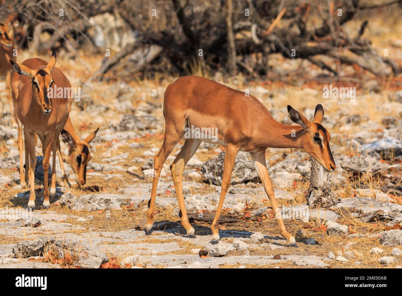 Springbok, medium-size antelope in natural habitat in Etosha National ...