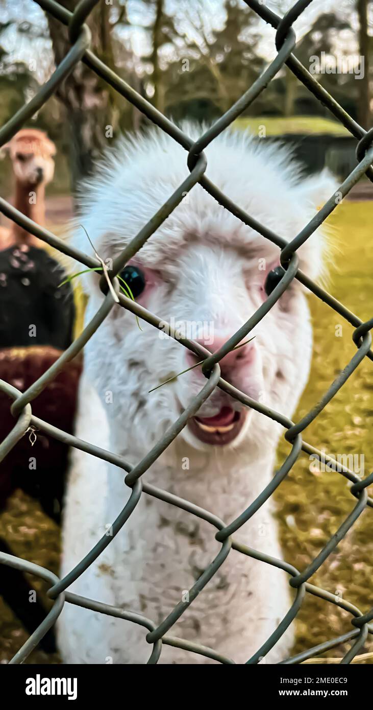 A closeup of a cute white llama behind a fence Stock Photo - Alamy