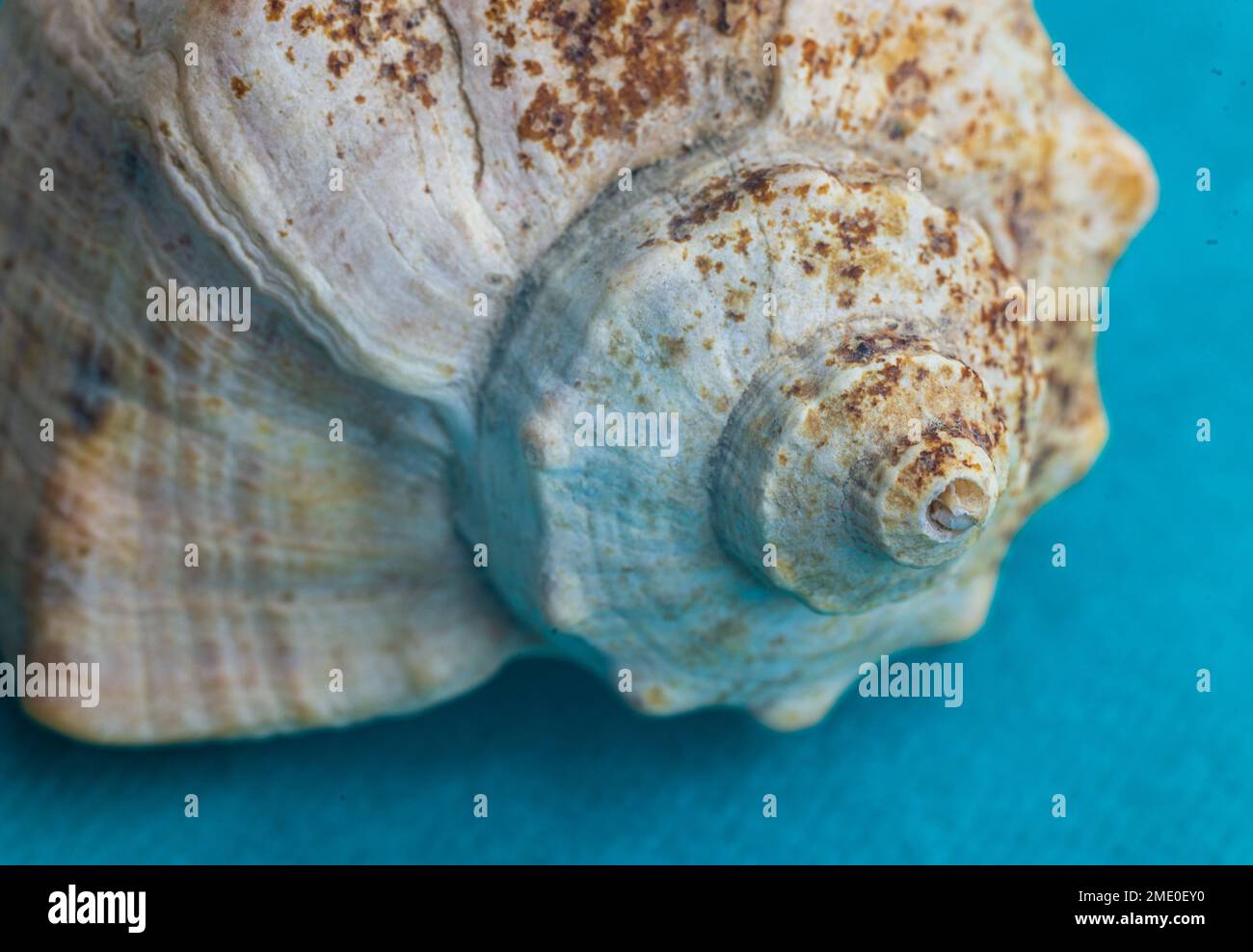 Sea Shell blue background Stock Photo - Alamy