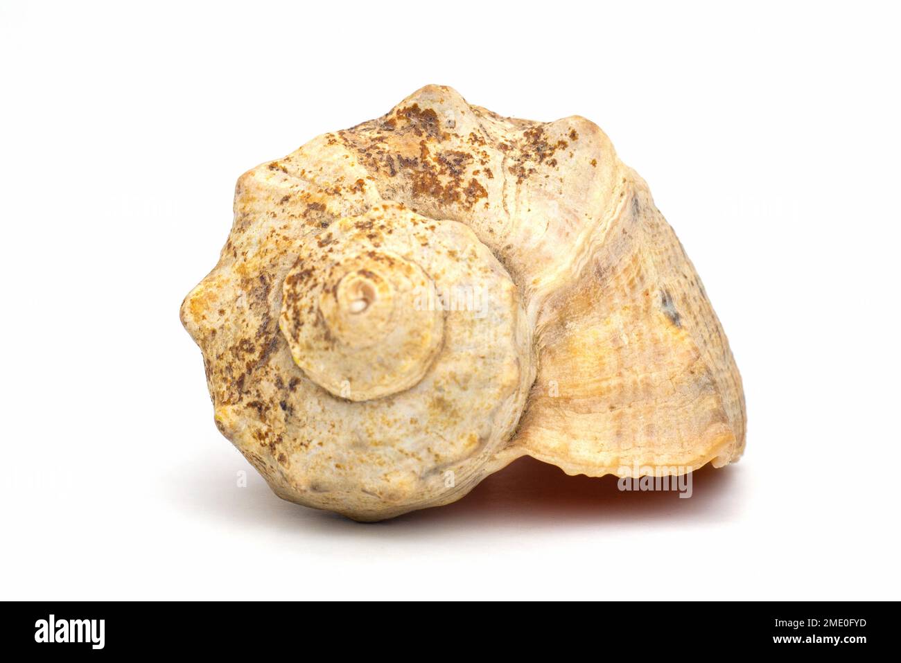 Sea Shell WHITE background Stock Photo - Alamy