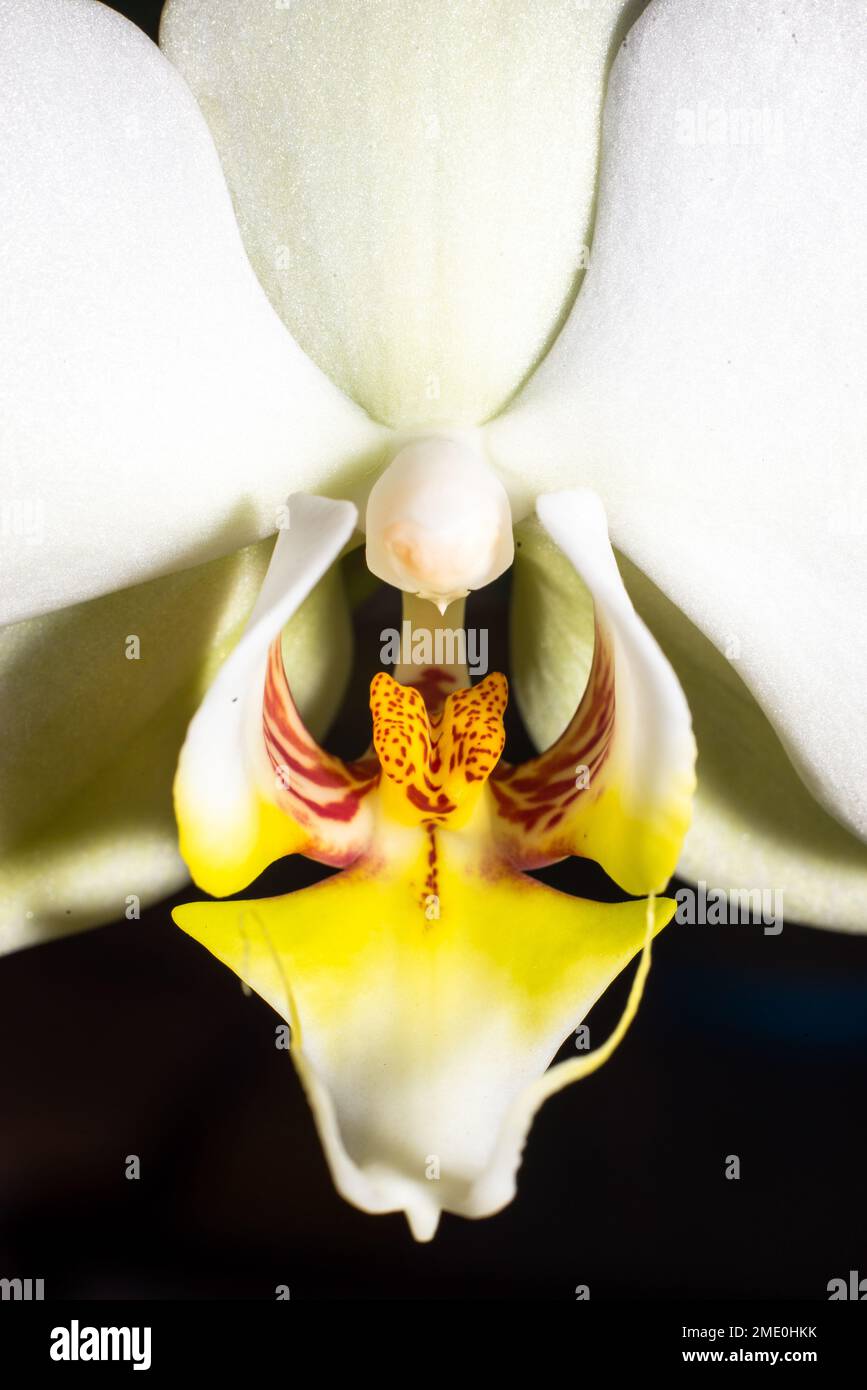 Blooming white orchid isolated flower phalaenopsis, phalaenopsis or ...