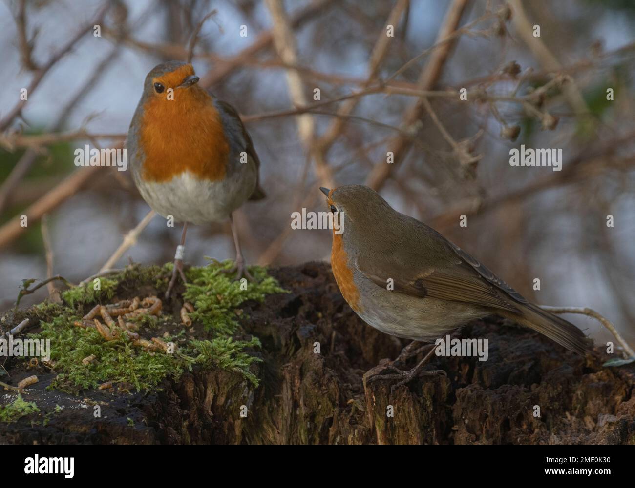 Robin taken at lower moor farm on the 12/1/2023 Stock Photo - Alamy