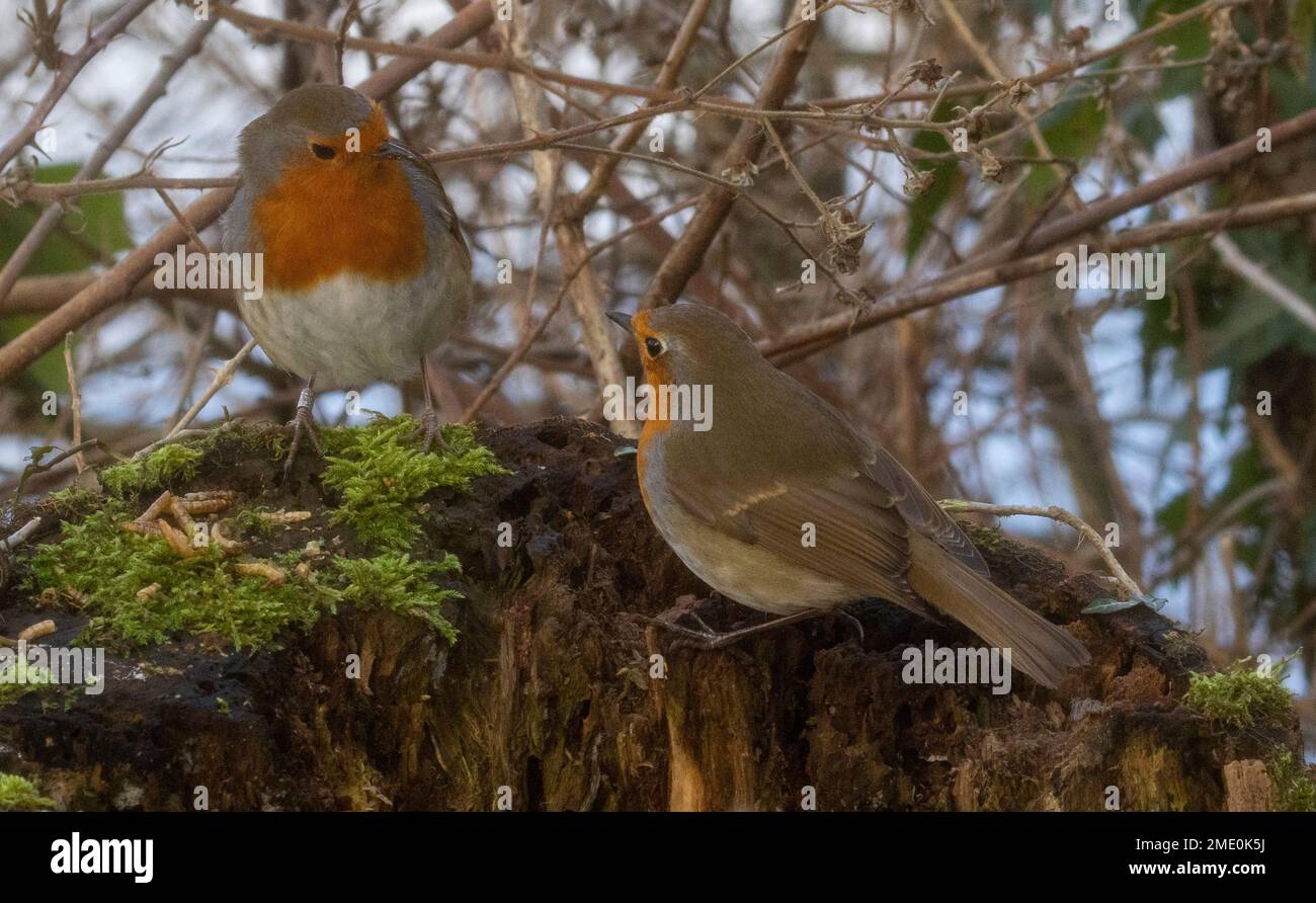 Robin taken at lower moor farm on the 12/1/2023 Stock Photo - Alamy