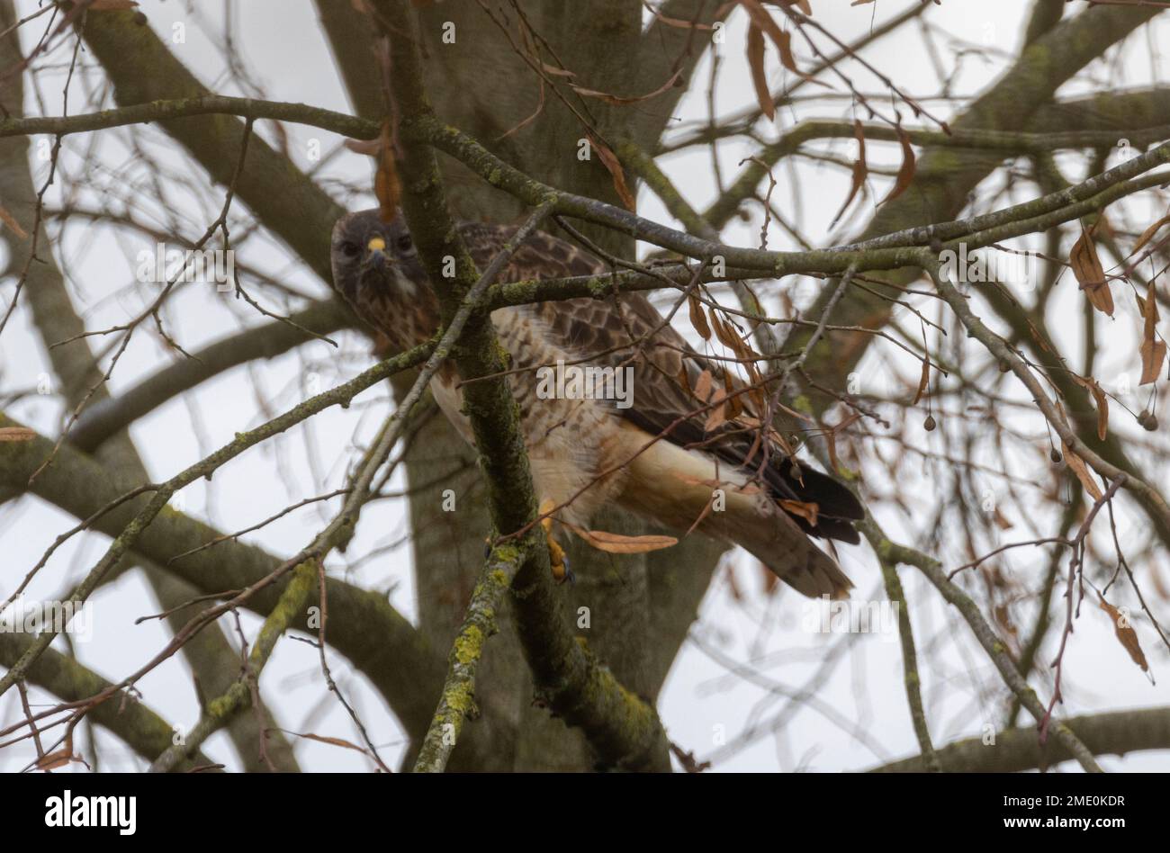 Buzzard sat in a tree taken on 21/1/2023 Stock Photo - Alamy