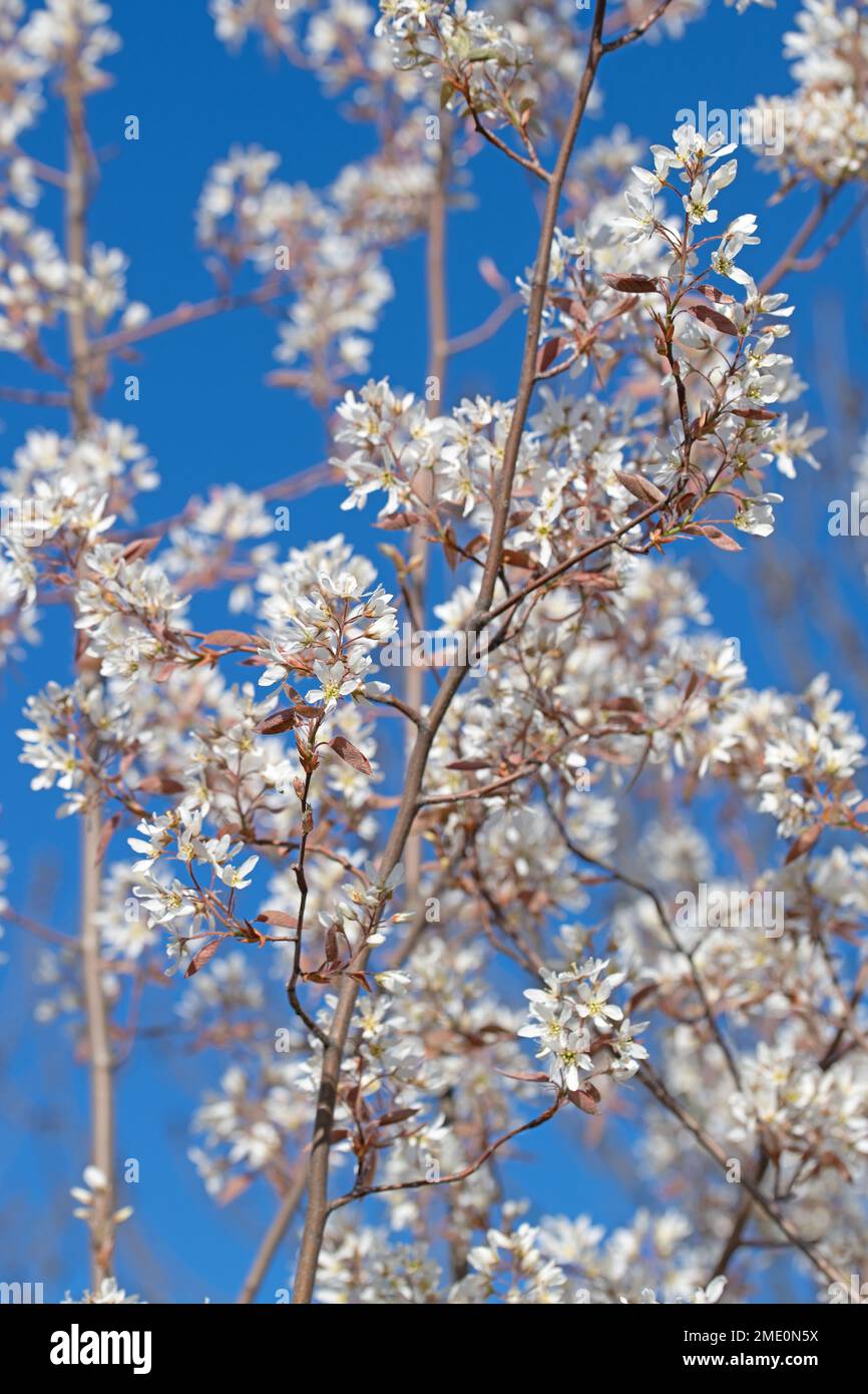 Bloosoms of the rock pear, Amelanchier lamarckii, in spring Stock Photo ...