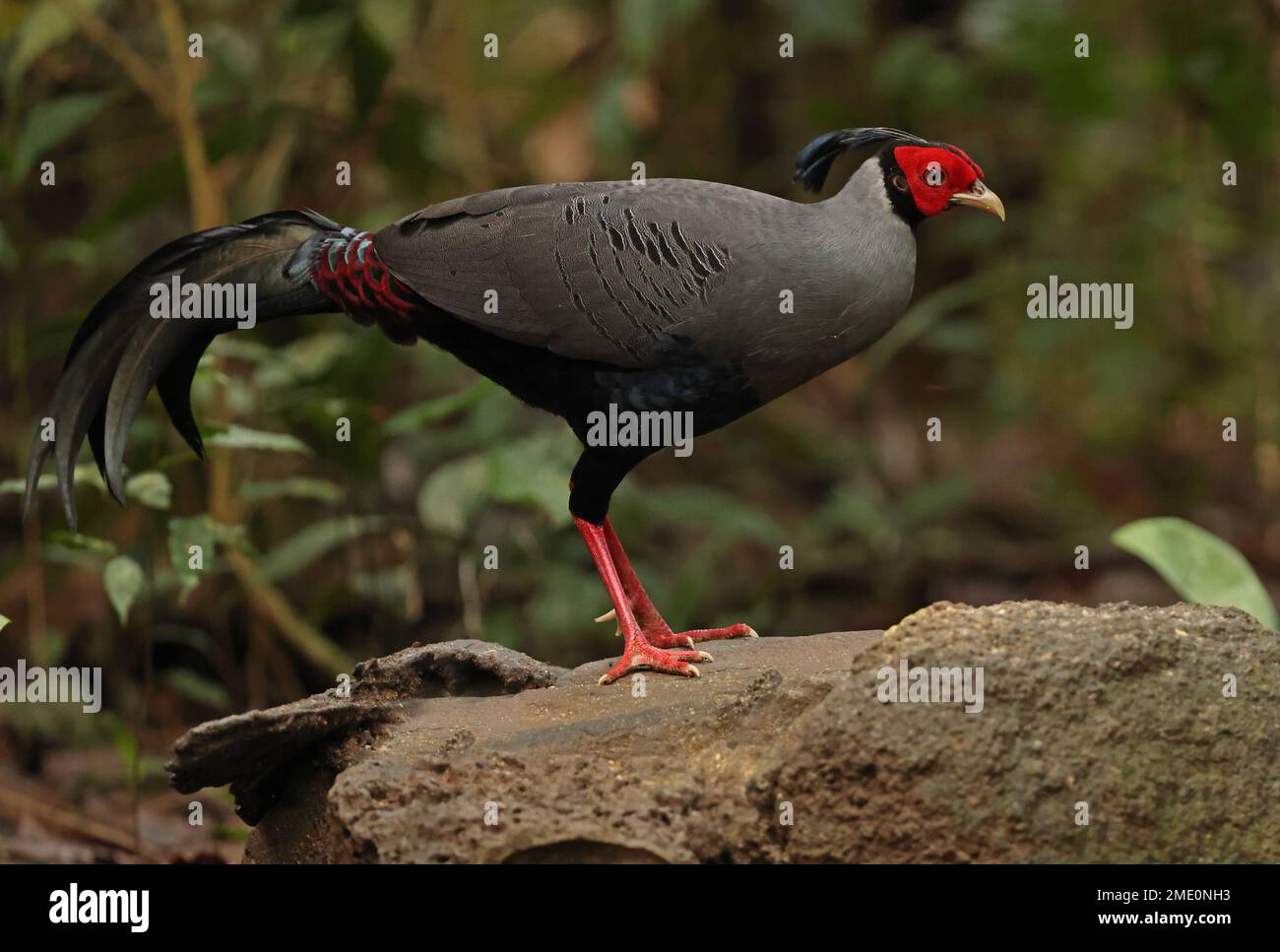 Siamese Fireback (Lophura diardi) adult male standing on rock Cat Tien ...