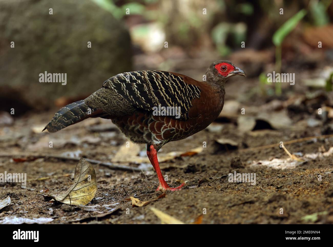 Siamese Fireback (Lophura diardi) adult female standing on forest floor ...