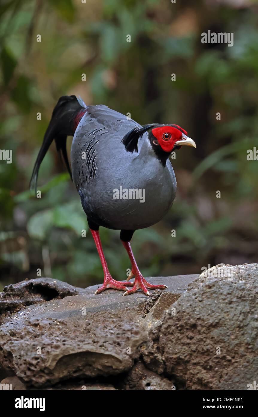 Siamese Fireback (Lophura diardi) adult male standing on rock Cat Tien ...