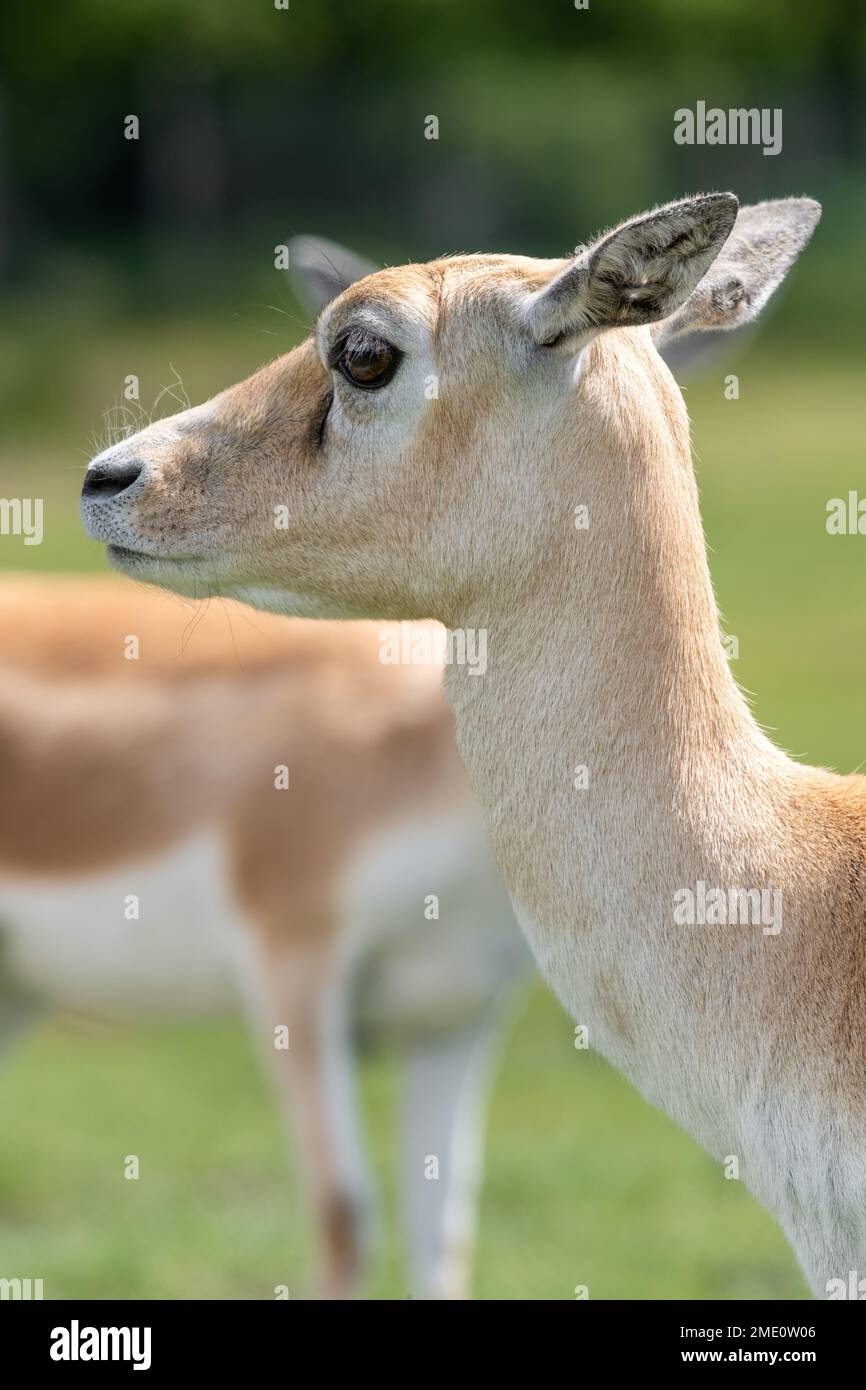 Doe headshot hi-res stock photography and images - Alamy