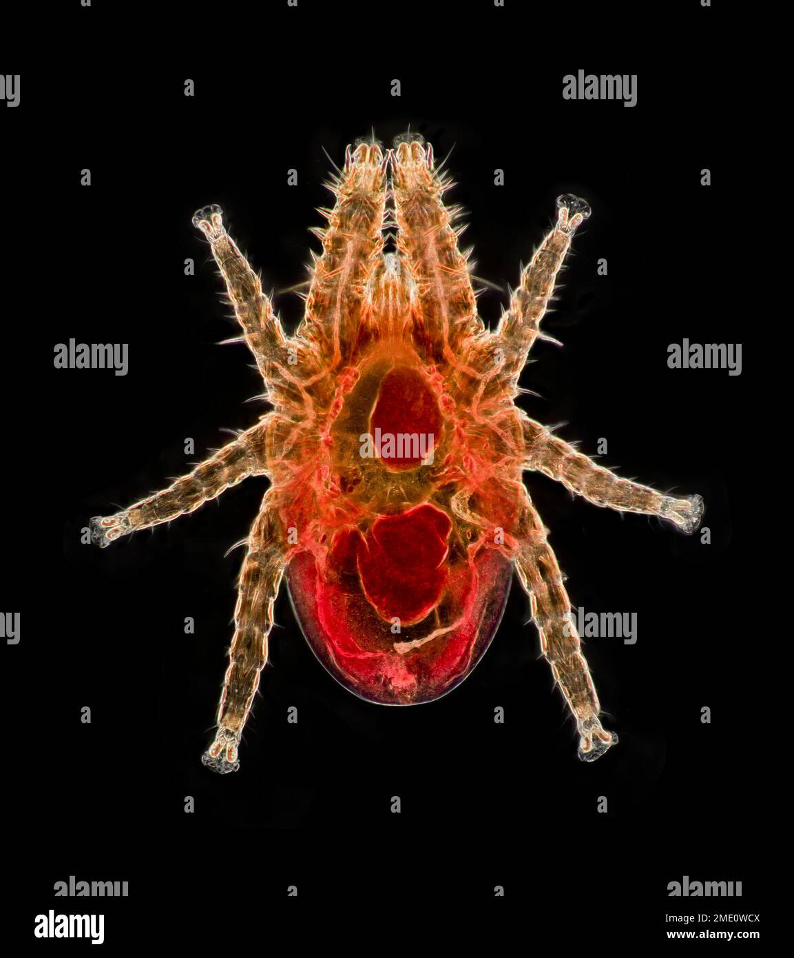 Tiny mite from bat fur Stock Photo - Alamy