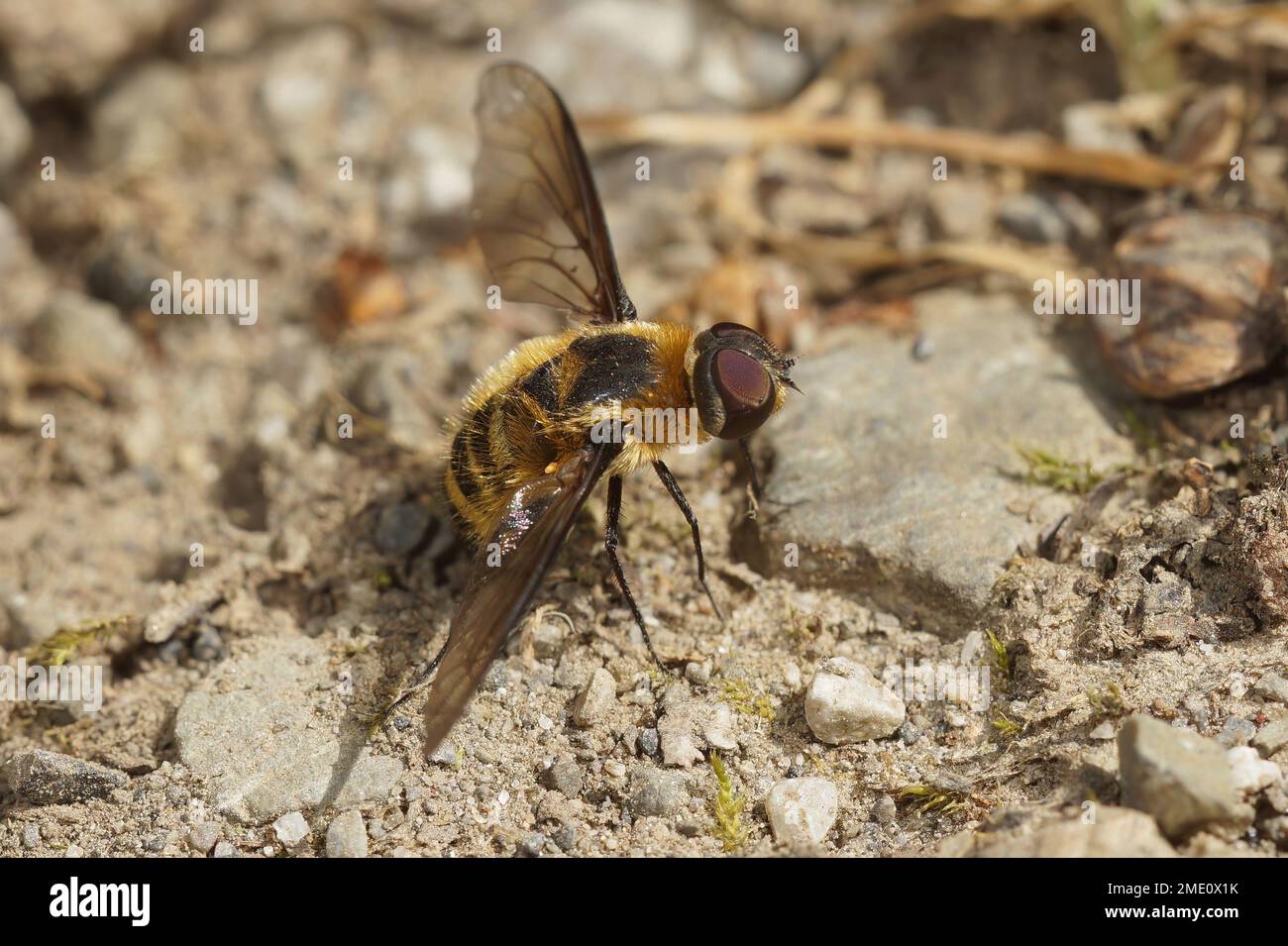 Natural closeup on a Dune Villa Bee fly, Villa modesta, resting on the ...