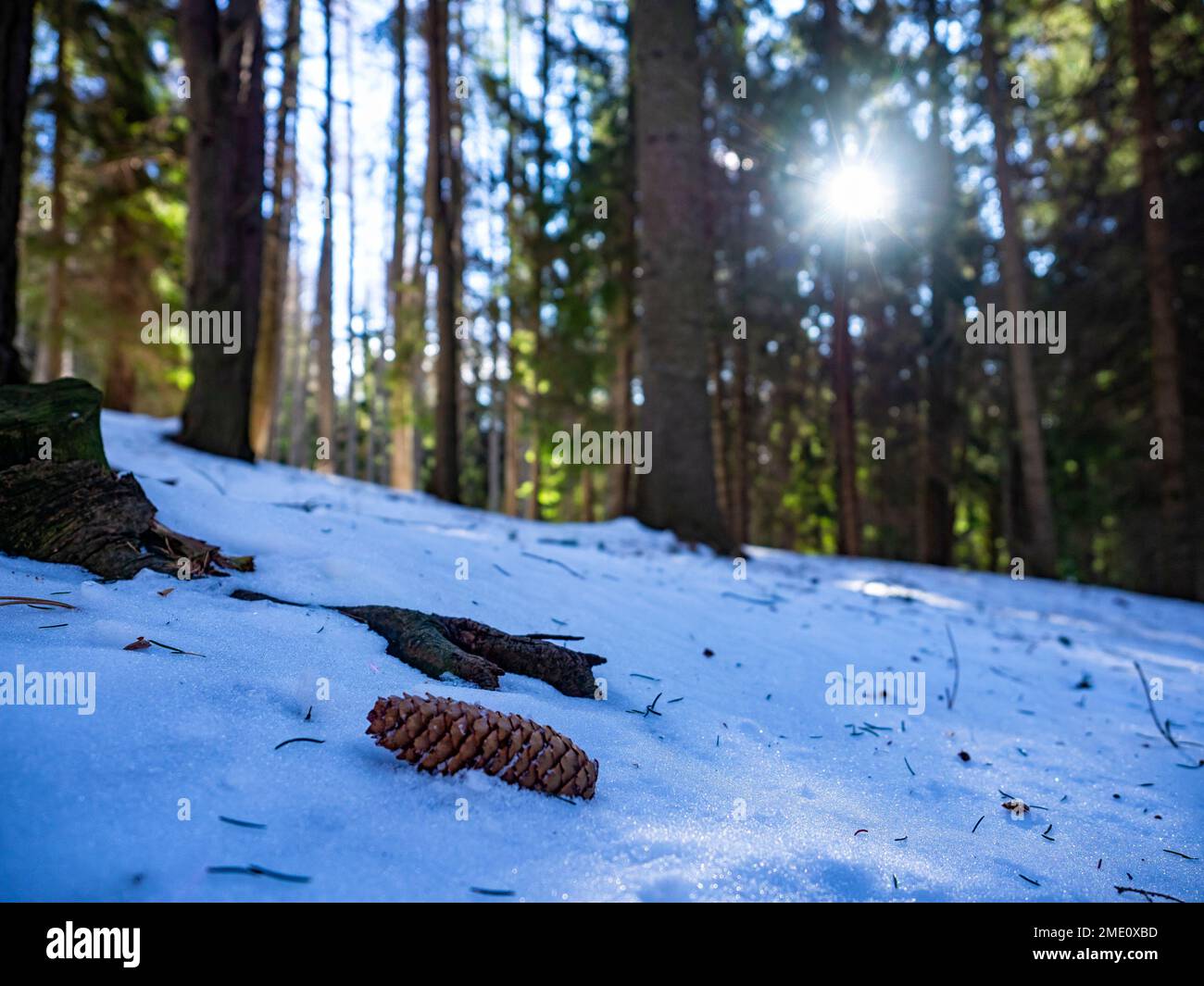 Snowy undergrowth in an alpine woodland Stock Photo - Alamy