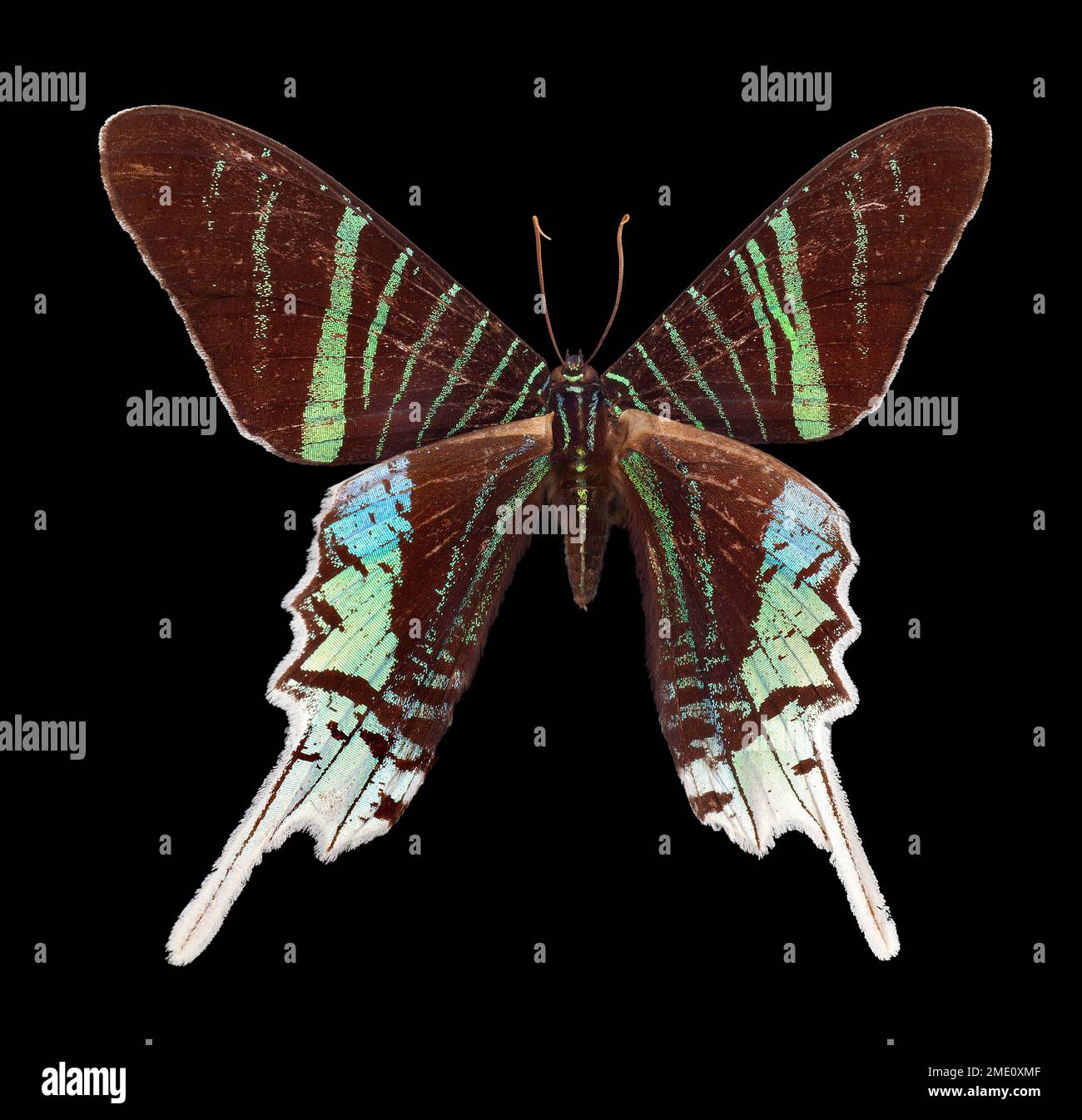 Tropical swallowtail butterfly, dorsal view Stock Photo - Alamy