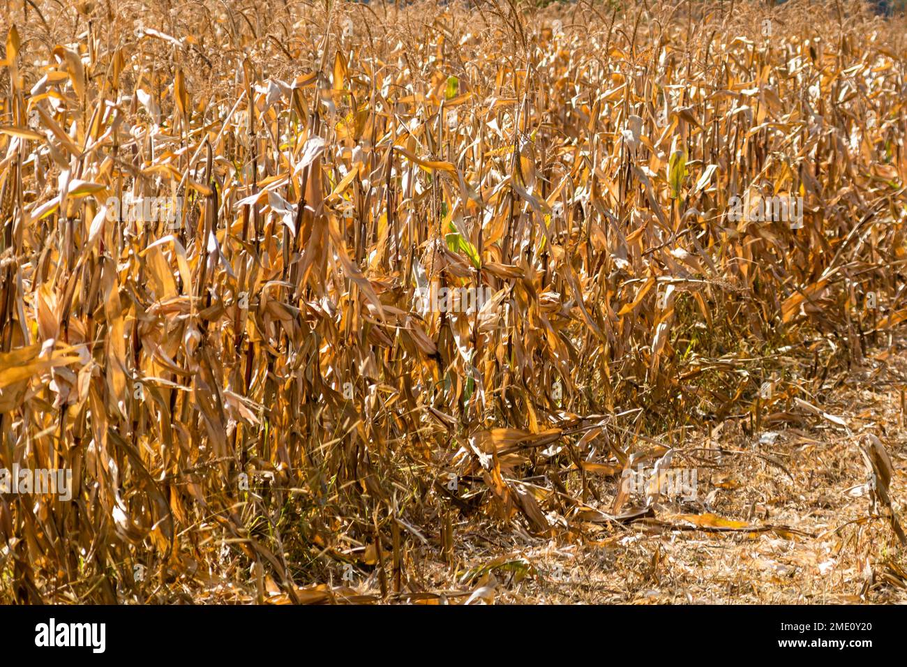 Dried out cornfield hi-res stock photography and images - Alamy