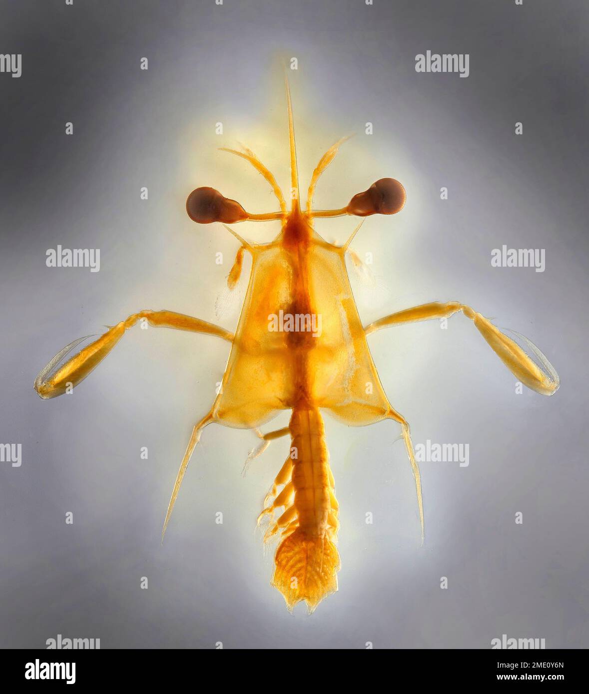 Mantis shrimp larval form Stock Photo - Alamy