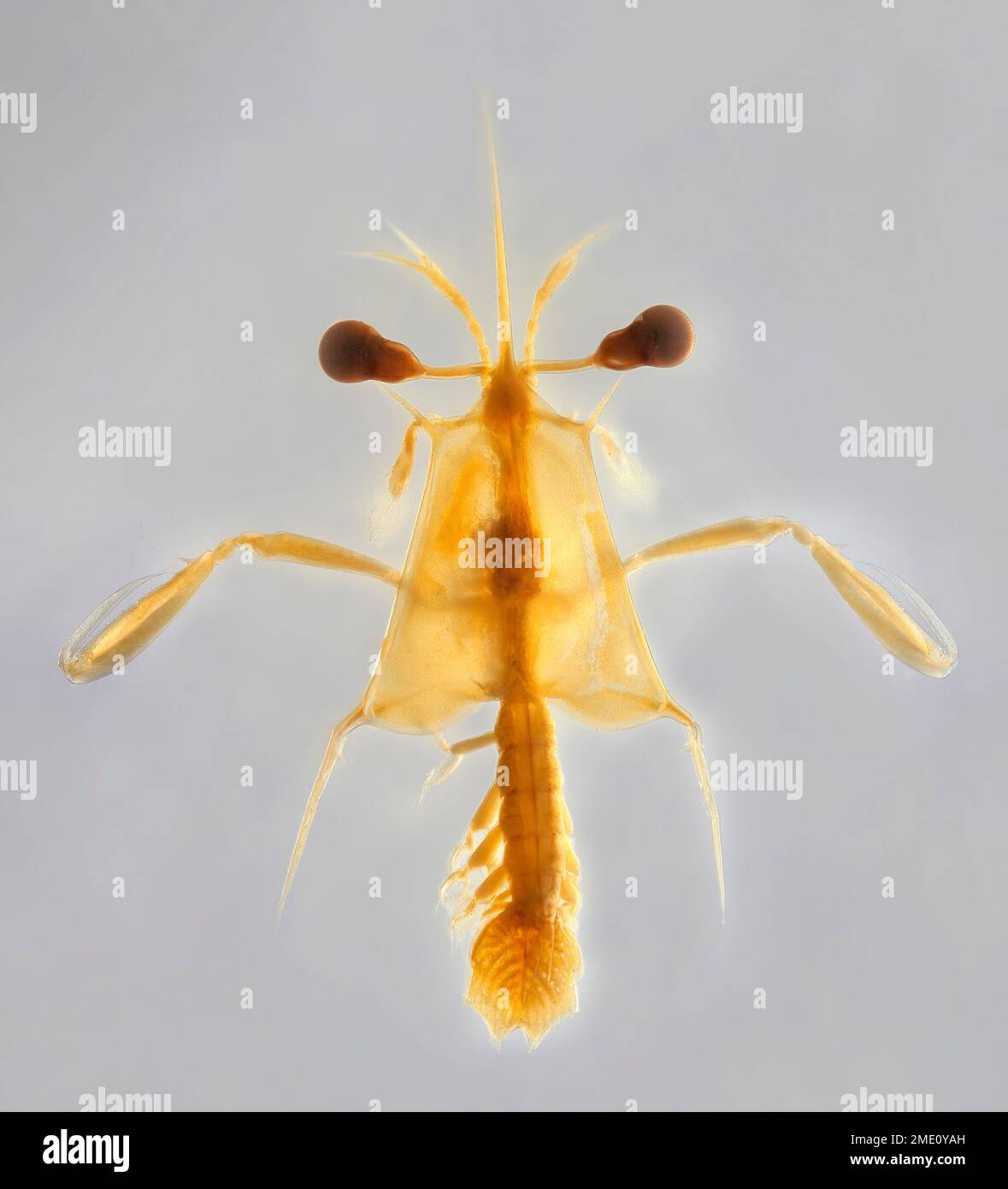 Mantis shrimp larva hi-res stock photography and images - Alamy
