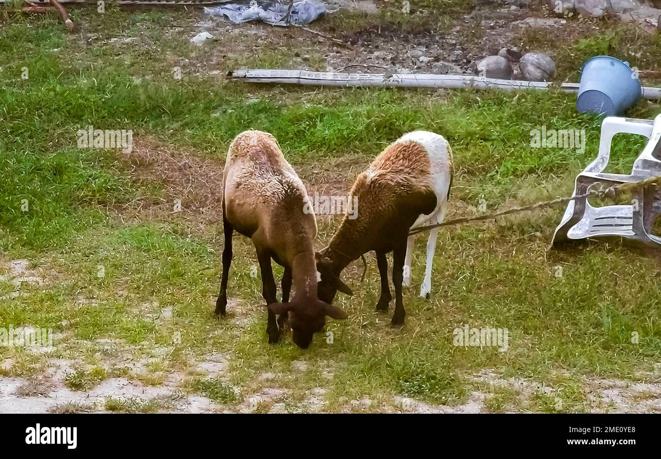 Goats sheep in the country on lawn in Zicatela Puerto Escondido Oaxaca ...