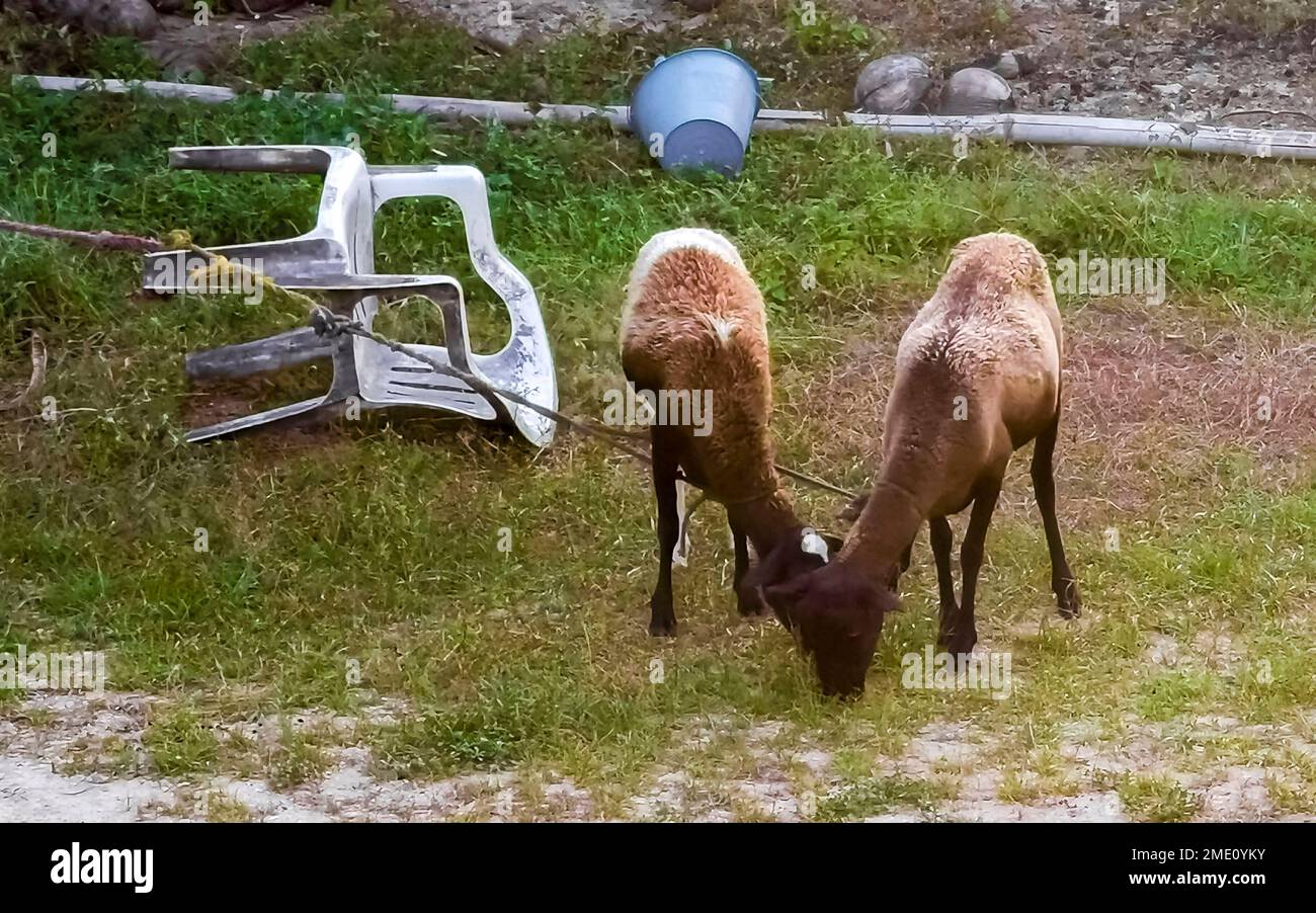 Goats sheep in the country on lawn in Zicatela Puerto Escondido Oaxaca ...