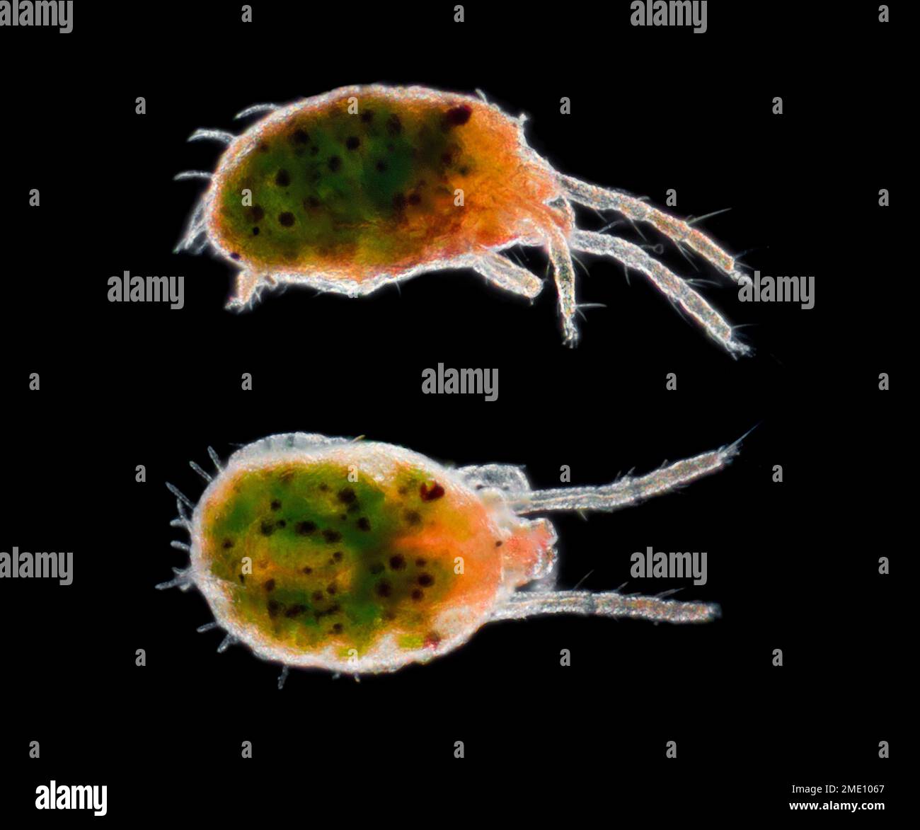 Soil mite hi-res stock photography and images - Alamy